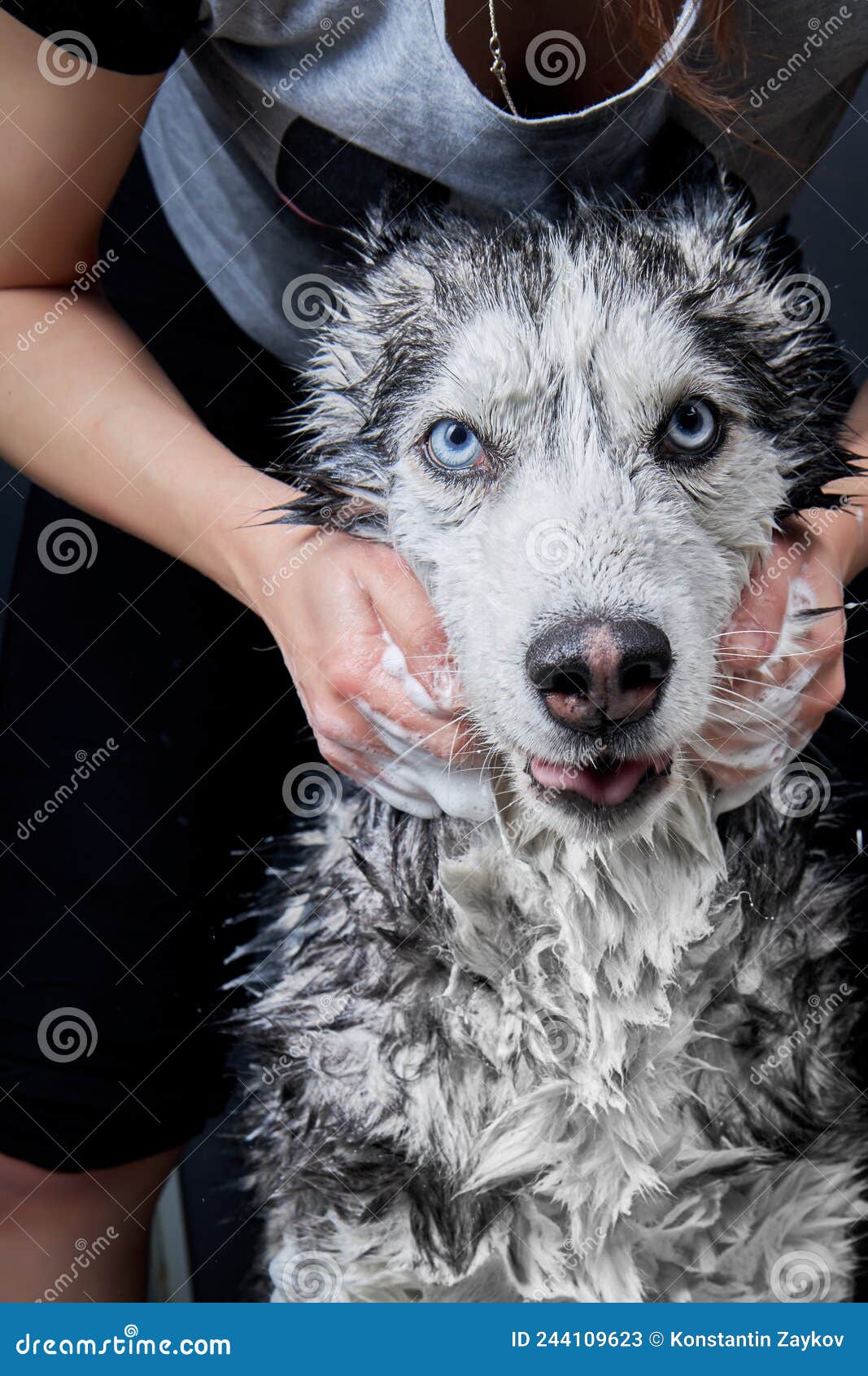 Hands Soap the Husky Dog, Siberian Husky Dog Washing Stock Image ...