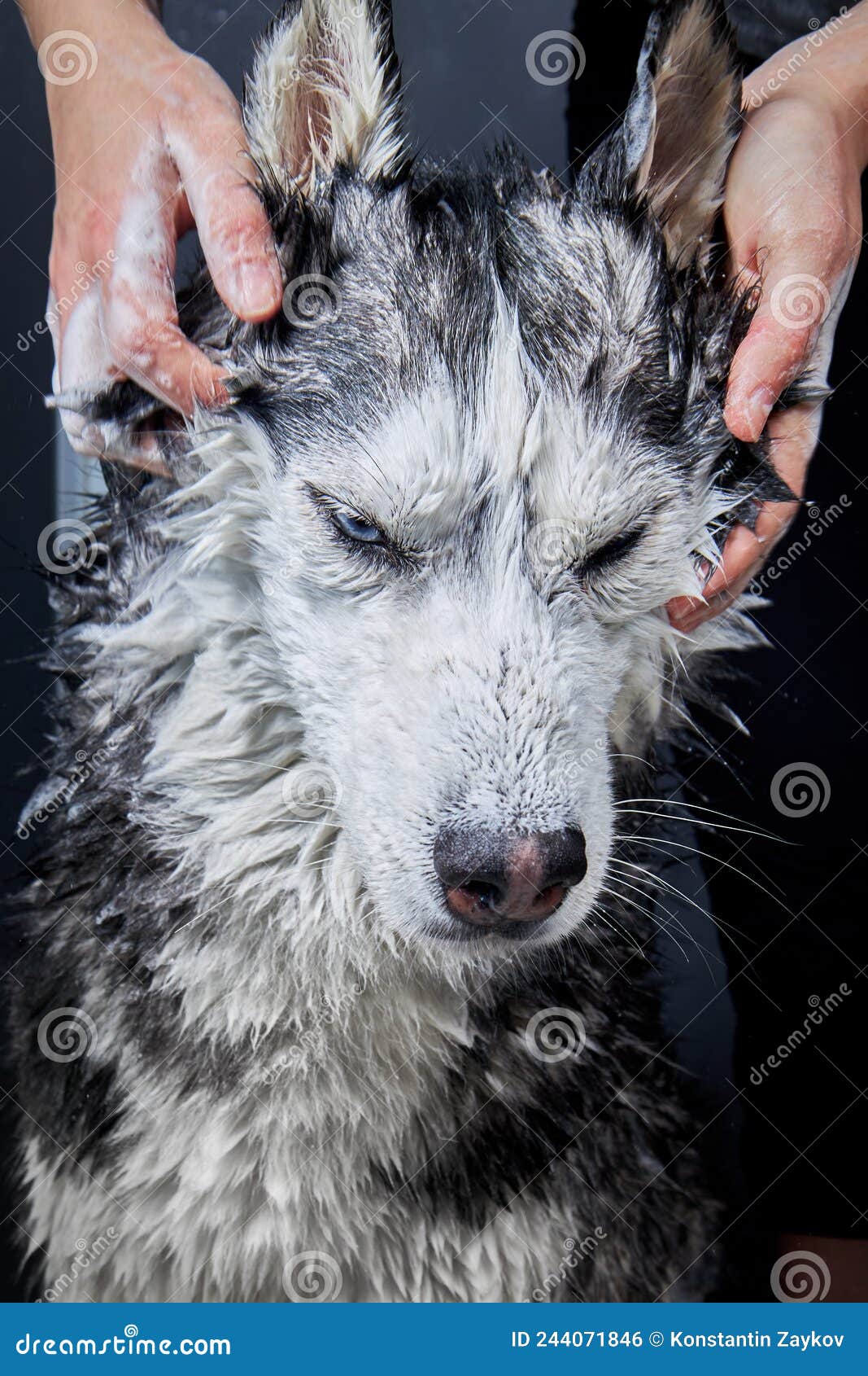 Hands Soap the Husky Dog, Dog Washing Stock Photo - Image of husky ...