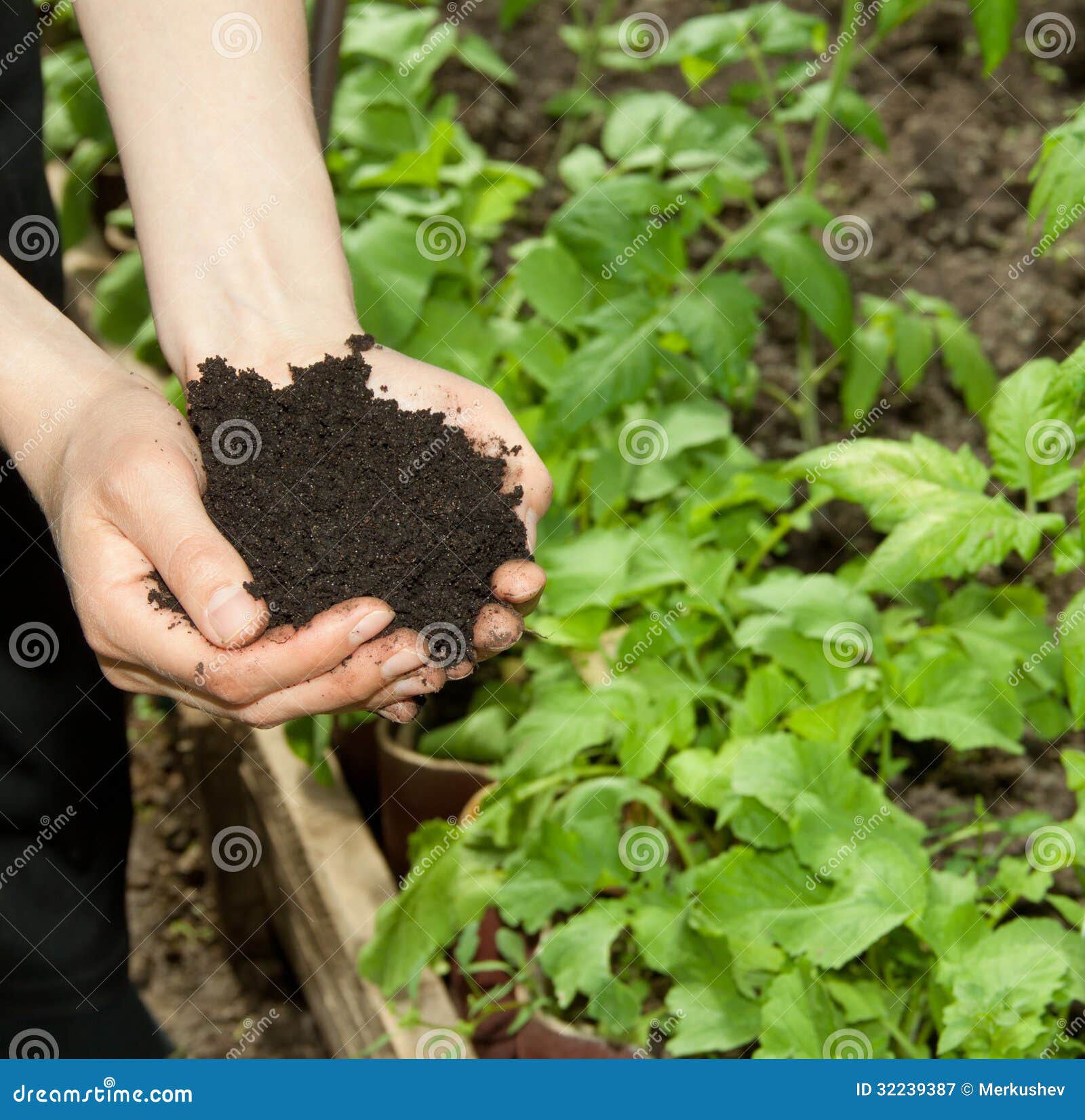 Hands with soil stock image. Image of dirt, gardening - 32239387