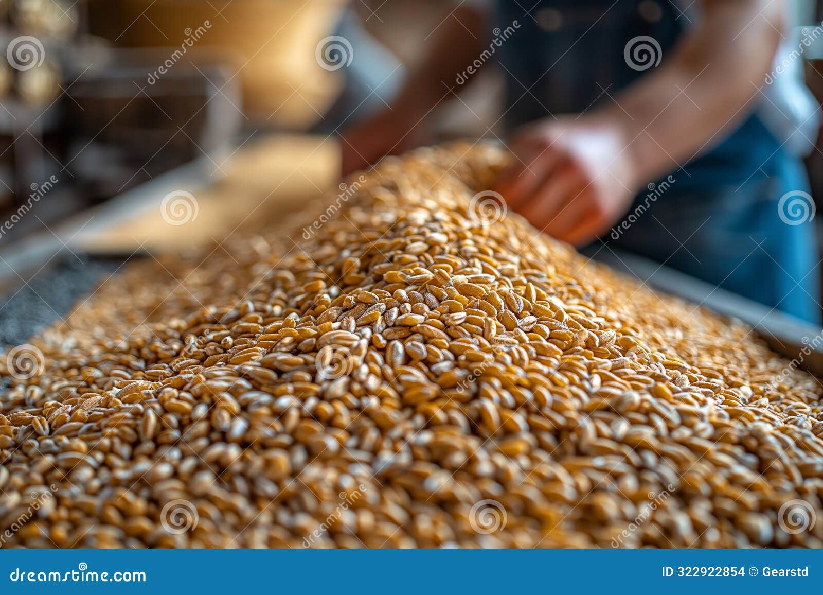 Hands Sorting Grains of Wheat Stock Illustration - Illustration of ...