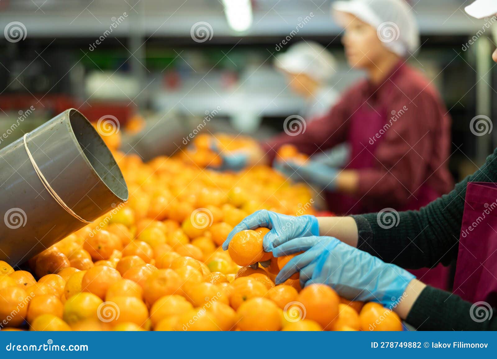 Hands of Sorting Line Worker Checking Ripe Mandarins Stock Photo ...