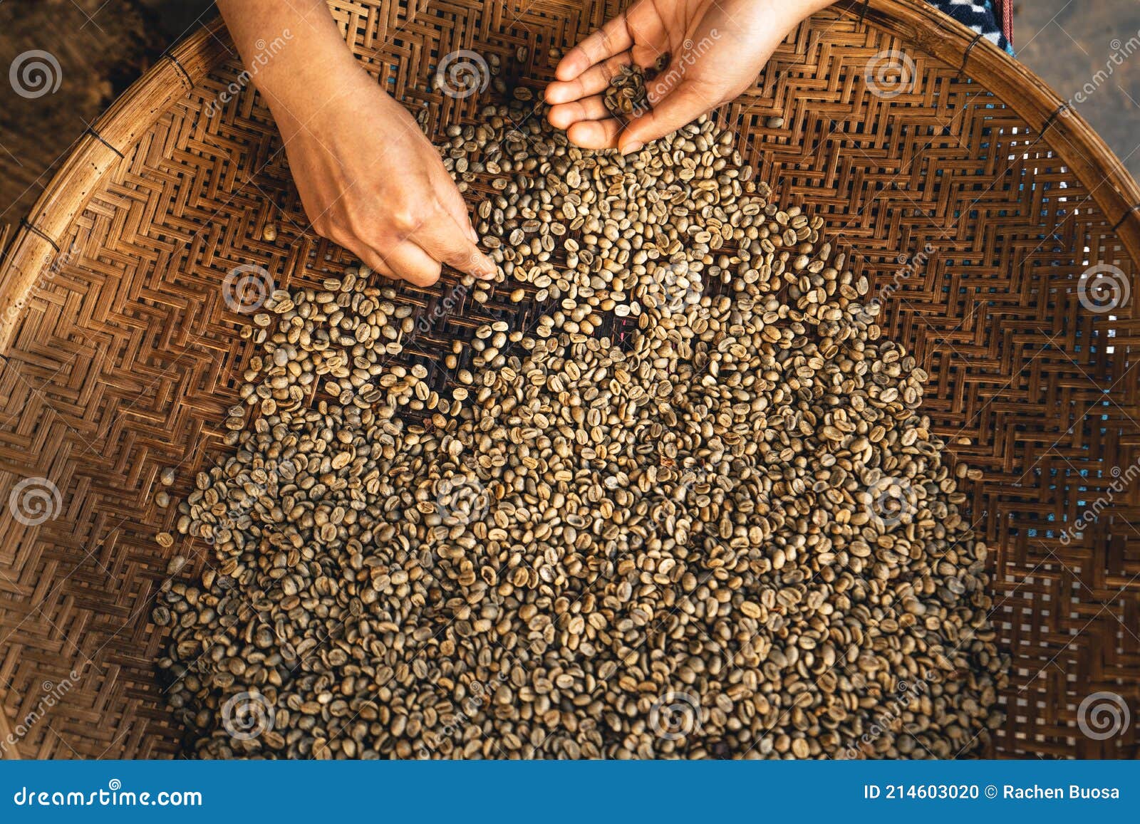Hands are Sorting Quality Coffee Beans Stock Photo - Image of ripe ...