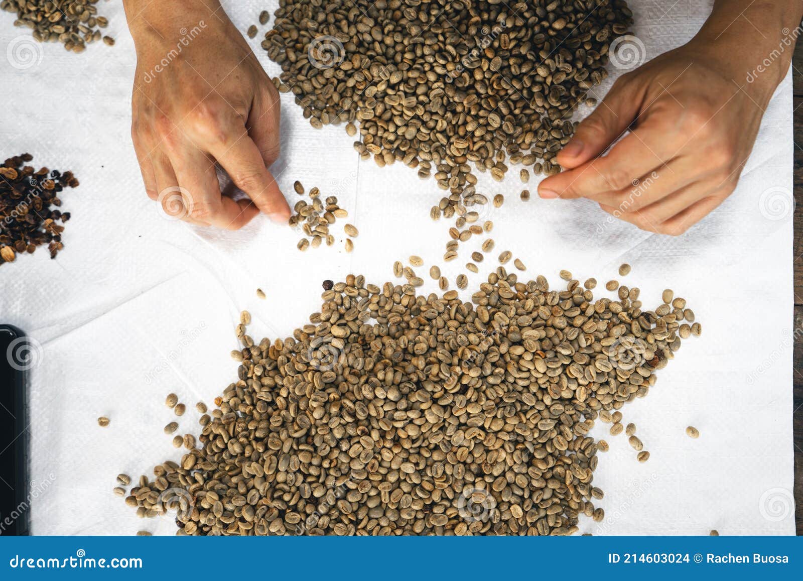 Hands are Sorting Quality Coffee Beans Stock Photo - Image of wooden ...