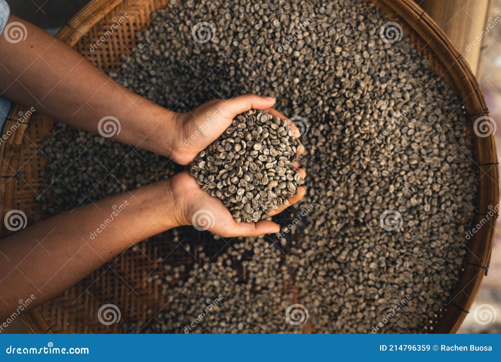 Hands are Sorting Quality Coffee Beans Stock Image - Image of caffeine ...