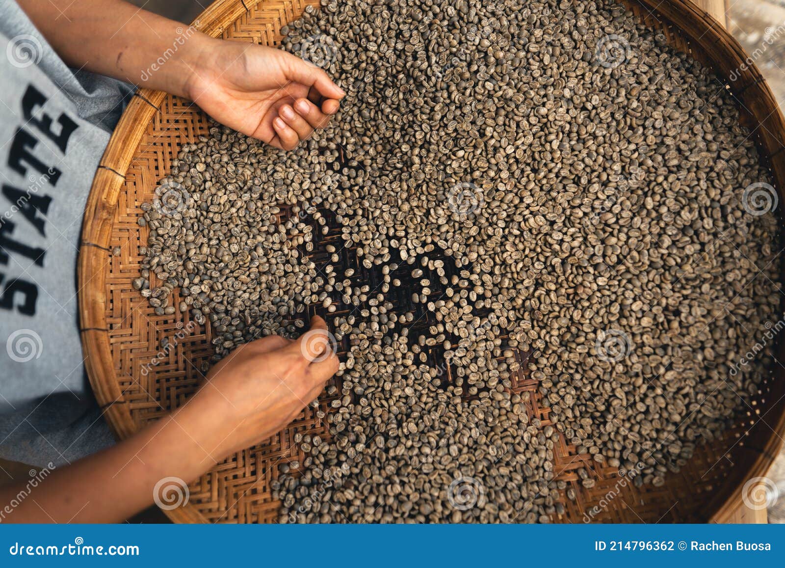 Hands are Sorting Quality Coffee Beans Stock Photo - Image of harvest ...