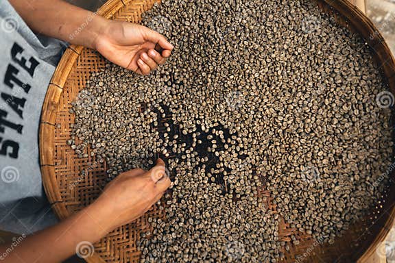 Hands are Sorting Quality Coffee Beans Stock Photo - Image of harvest ...