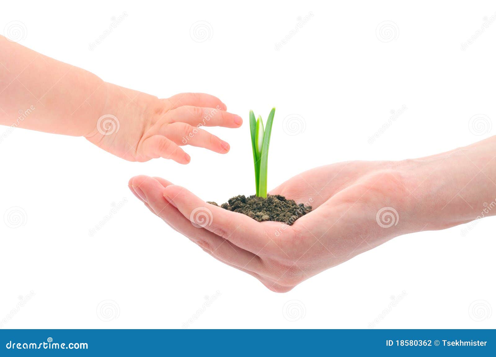 Hands and sprout stock photo. Image of beginnings, protection - 18580362
