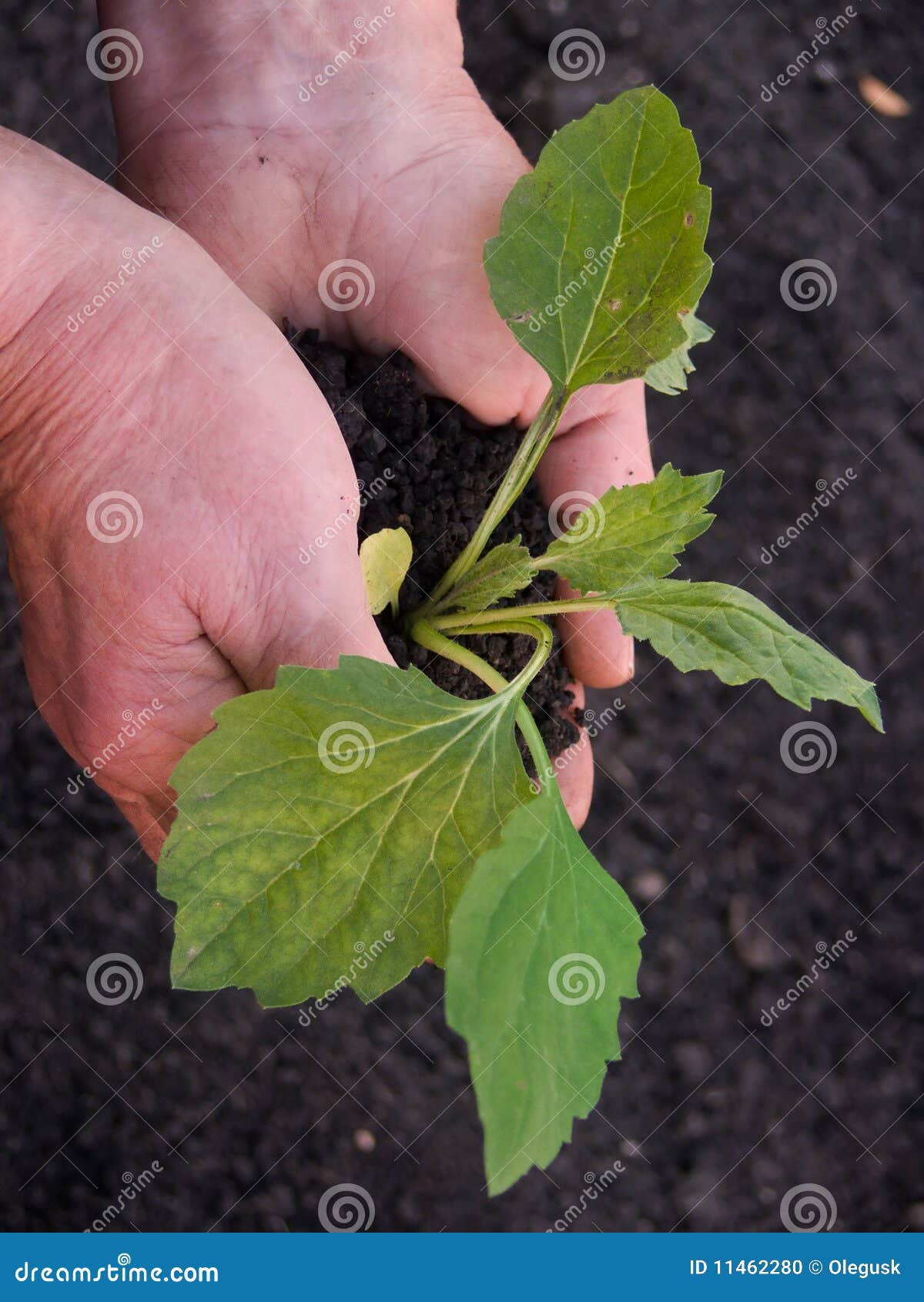 18,624 Hands Sprout Stock Photos - Free & Royalty-Free Stock Photos ...