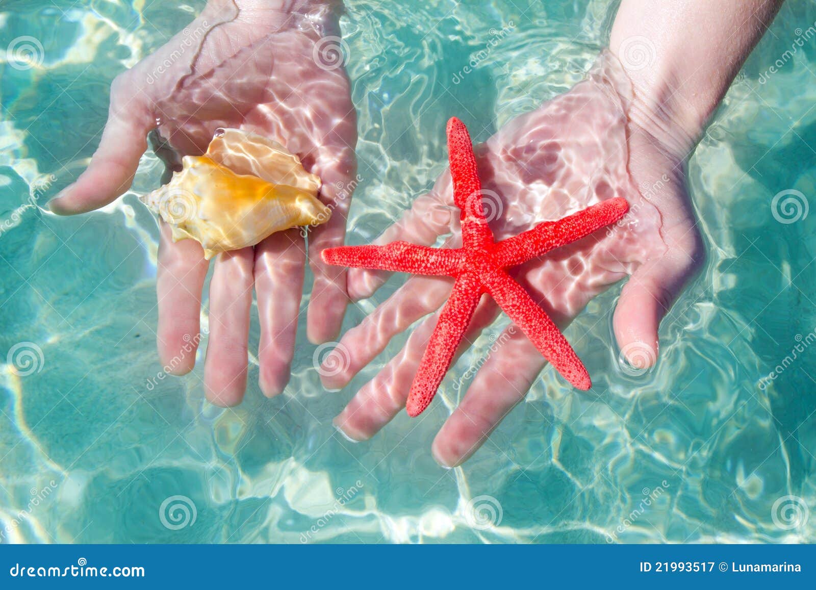 Hands Starfish and Seashell in Tropical Water Stock Image - Image of ...