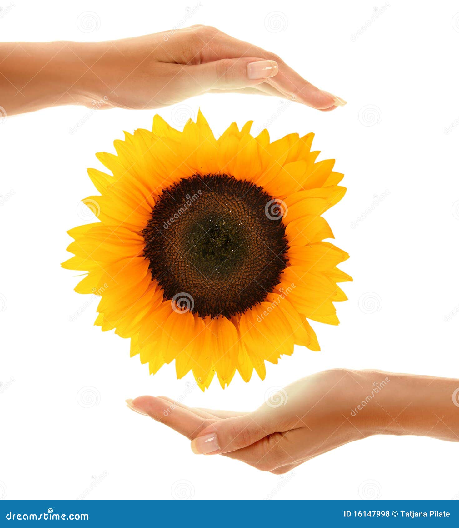 Hands with sunflower 2 stock photo. Image of protection - 16147998
