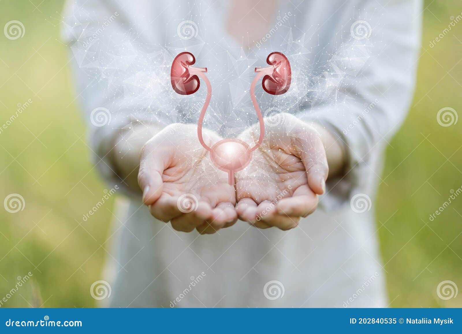 Hands Support the Urinary System Stock Image - Image of interstitial ...