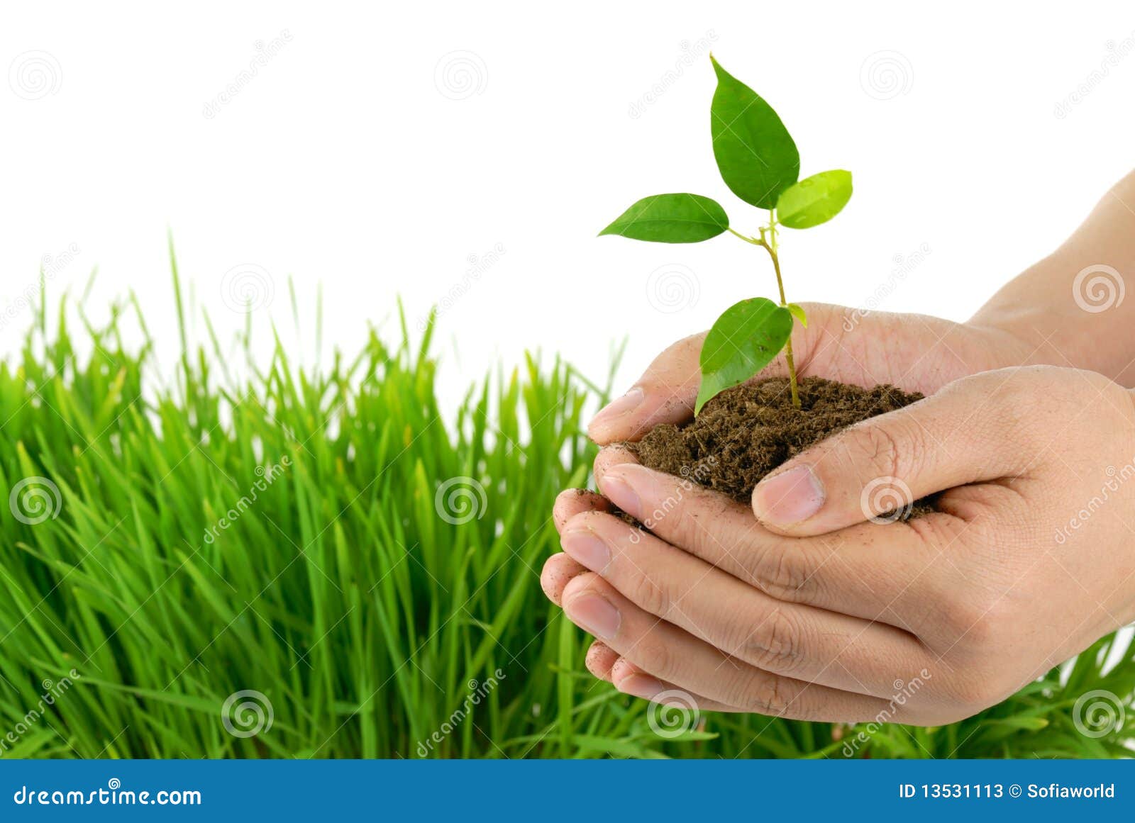 Hands Take Care of Small Plant Stock Image - Image of isolated ...