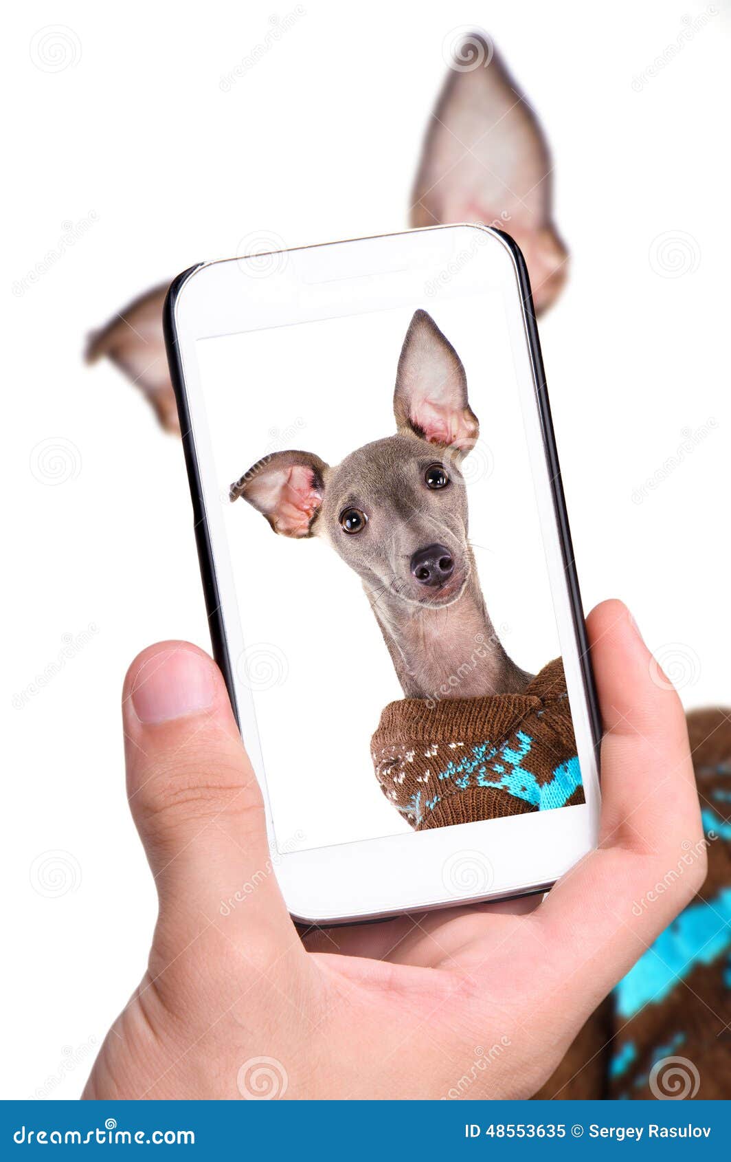 Hands Taking Photo Dog with Smartphone Stock Image - Image of phone ...