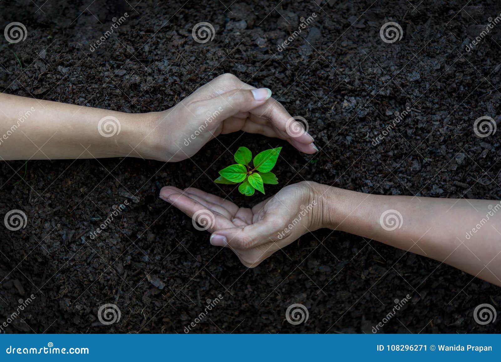 Hands Team Work Protecting Tree Growing for Reduce Global Warming Earth ...