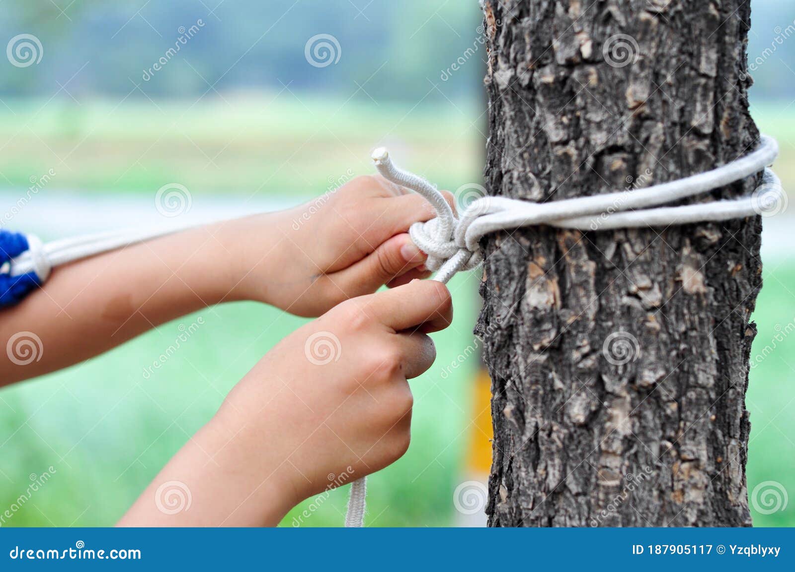 Hands Tie Fasten Rope of Hammock on Tree Trunk Stock Image - Image of ...
