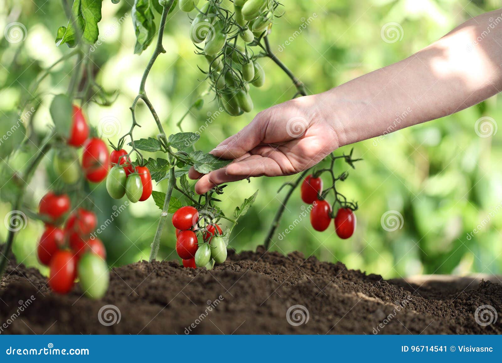 Hands Touch Plants of Cherry Tomatoes Control Quality and Cure Stock ...