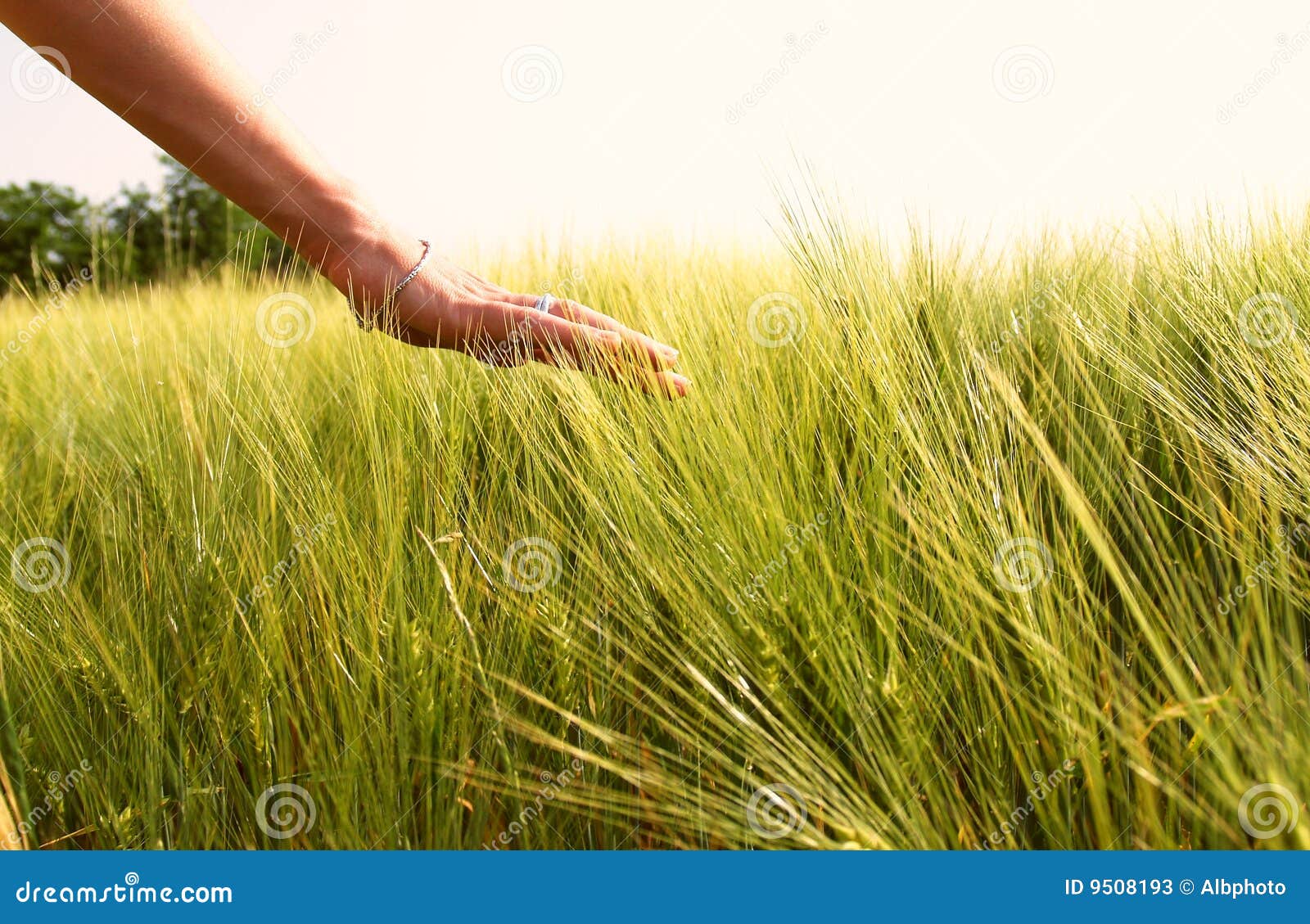 Hands touching grain stock image. Image of agriculture - 9508193