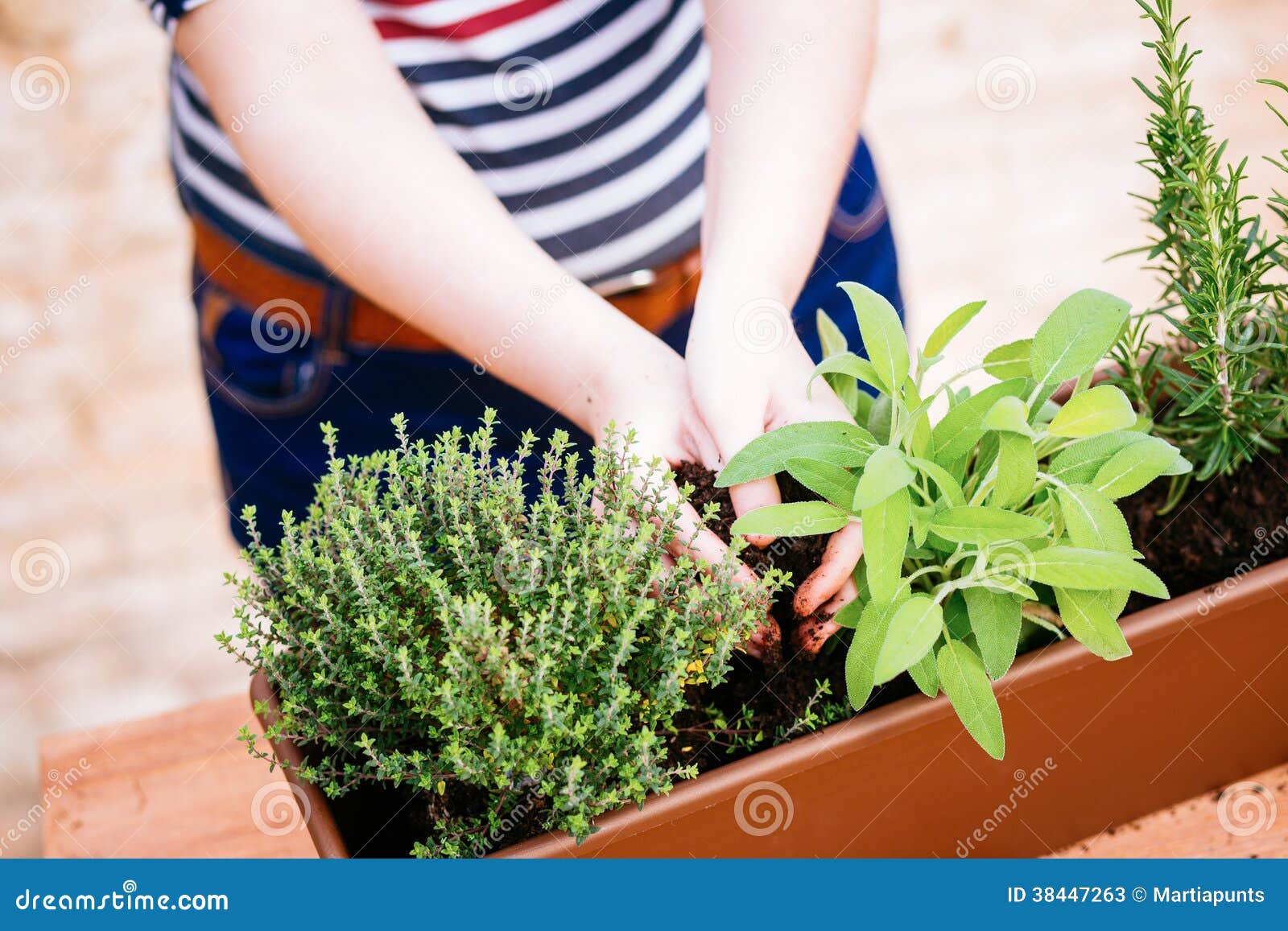 Hands Transplanting Sage on a Pot Stock Image - Image of salvia, modern ...