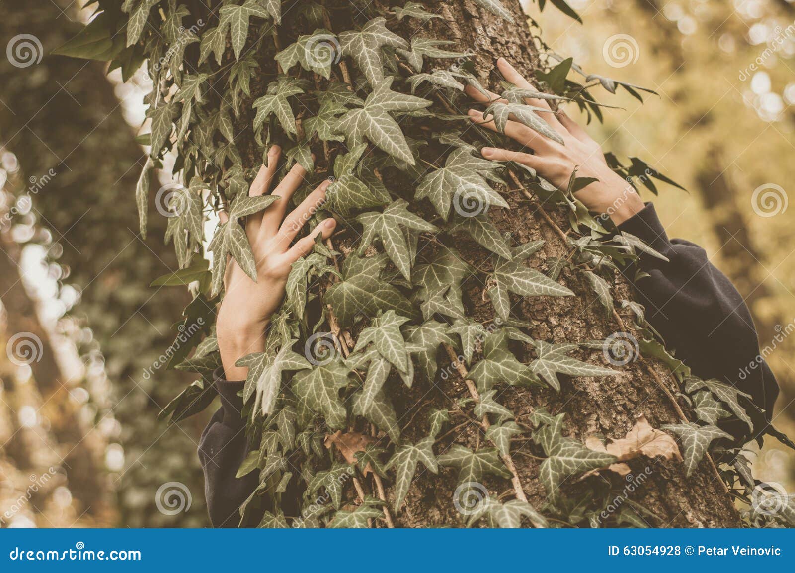 Hands and Tree in the Forest Stock Photo - Image of nature, scene: 63054928