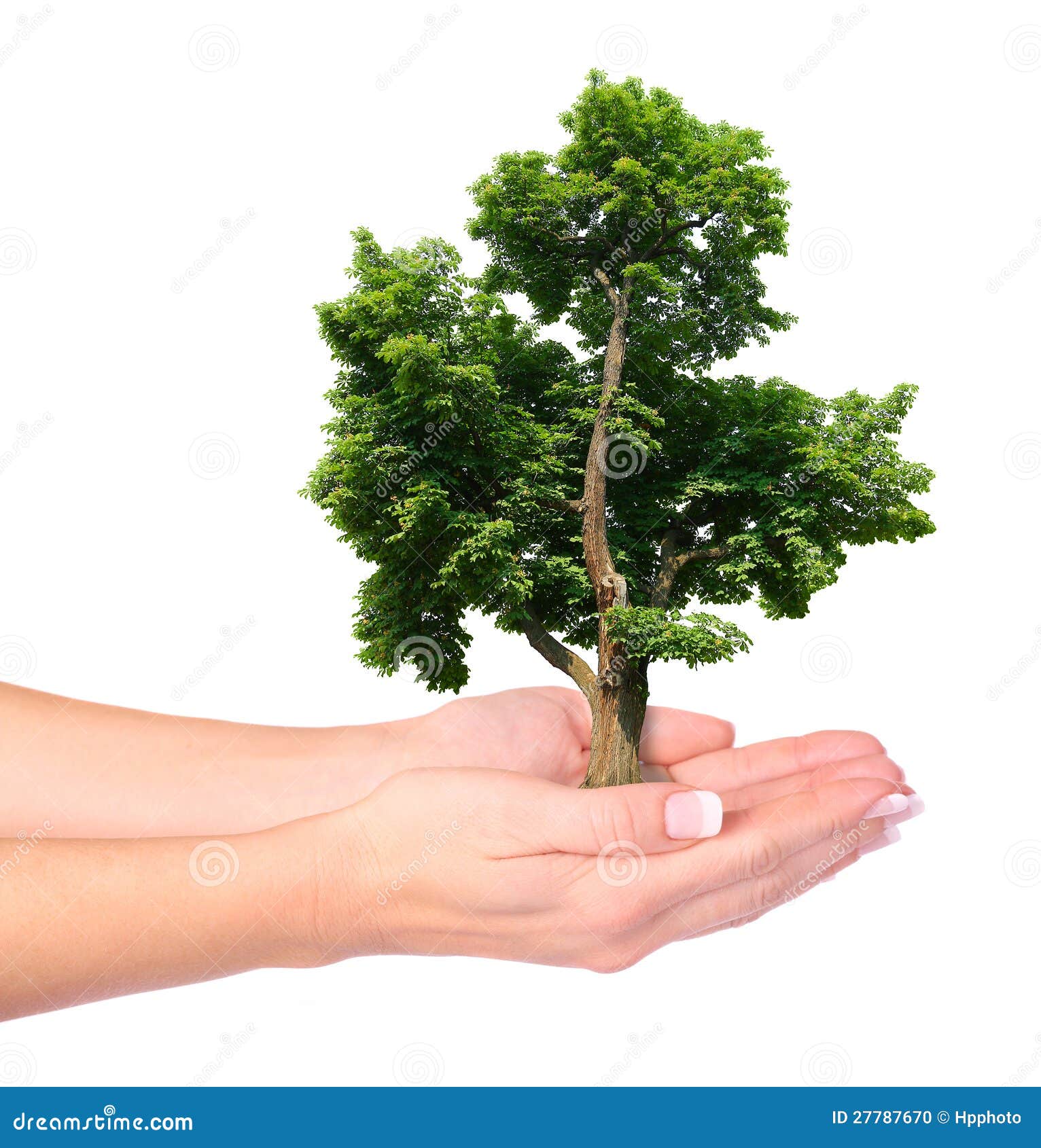 Hands and tree isolated stock photo. Image of life, natural - 27787670