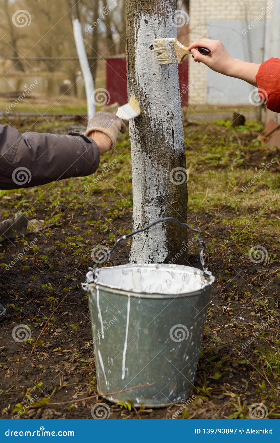 Hands of Two People Whitewash the Trunk of a Tree Stock Image - Image ...