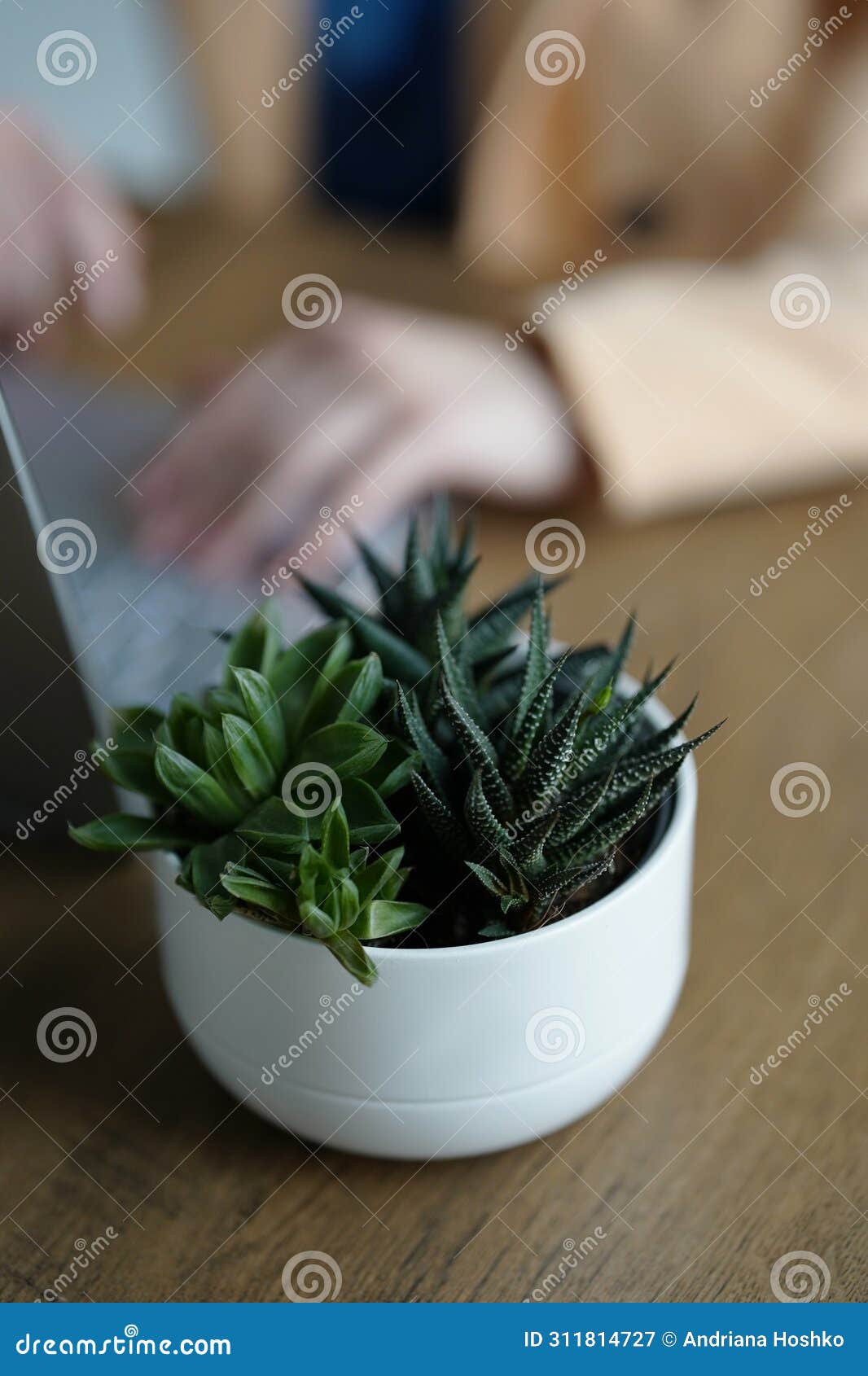 Hands while Typing on Laptop Computer with Green Plant Ahead Stock ... Hands while Typing on Laptop Computer with Green Plant Ahead Stock ...