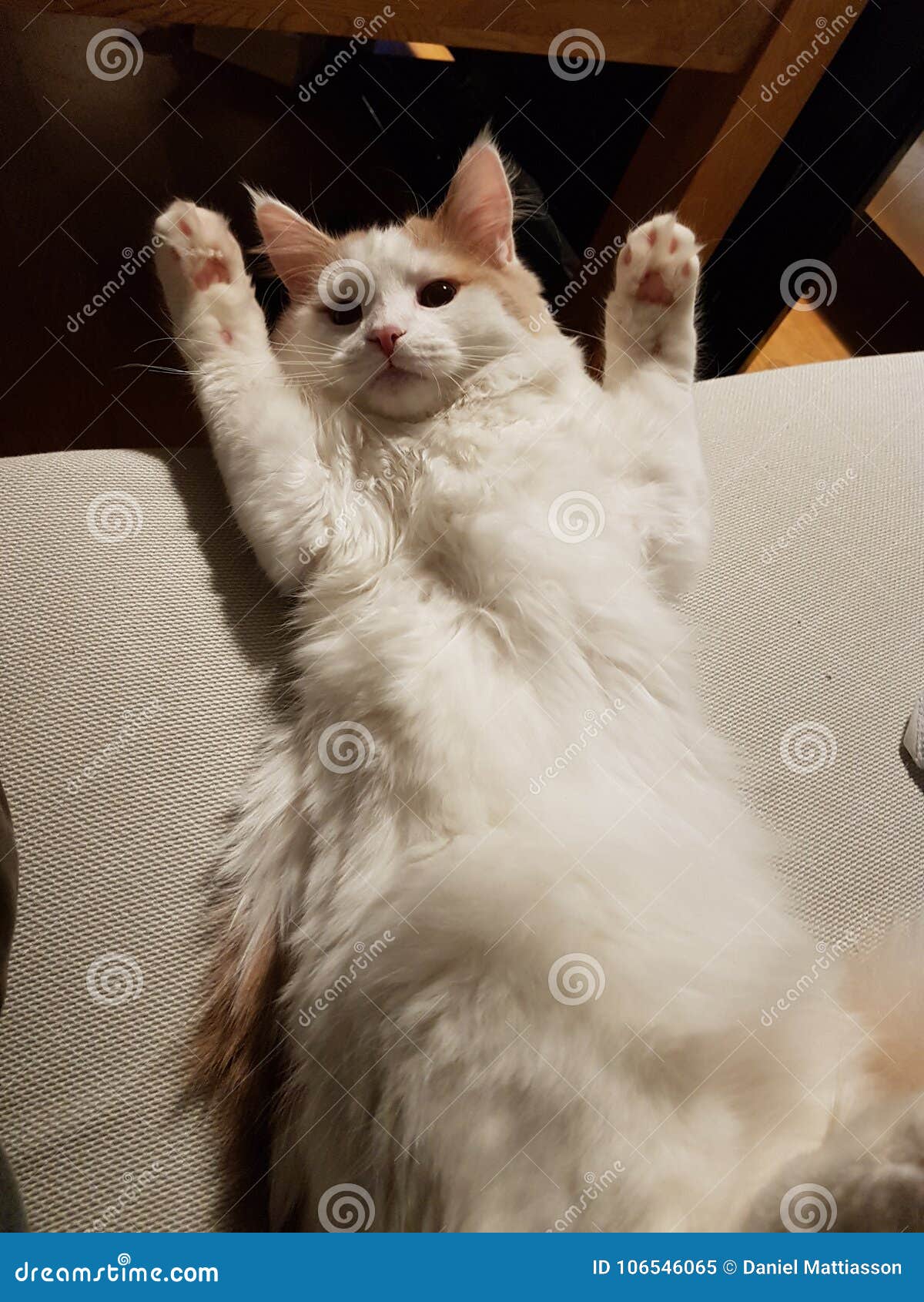 Hands up stock image. Image of hands, cute, kitten, cool - 106546065