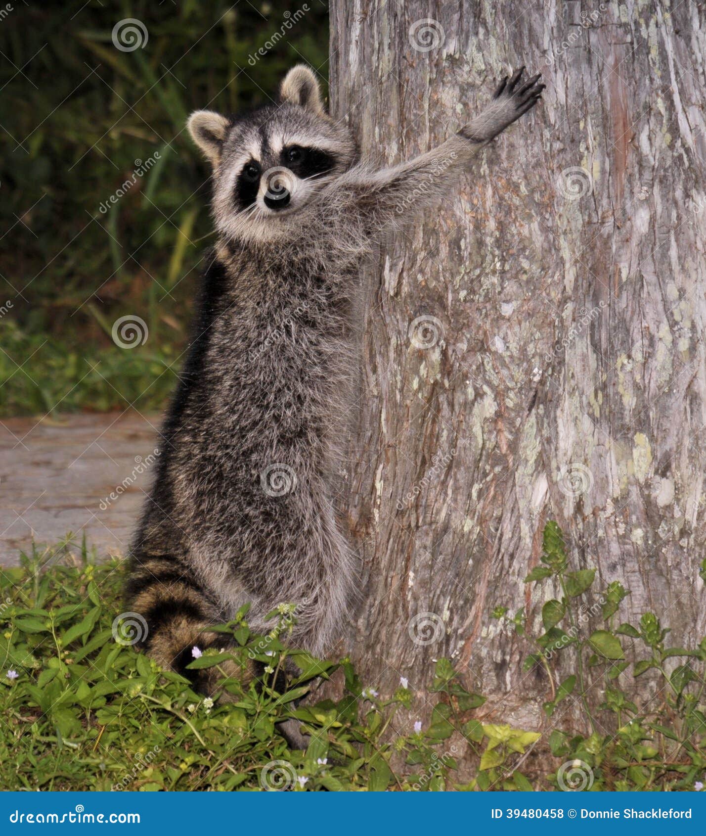 Hands Up stock photo. Image of outdoors, outdoor, tree - 39480458