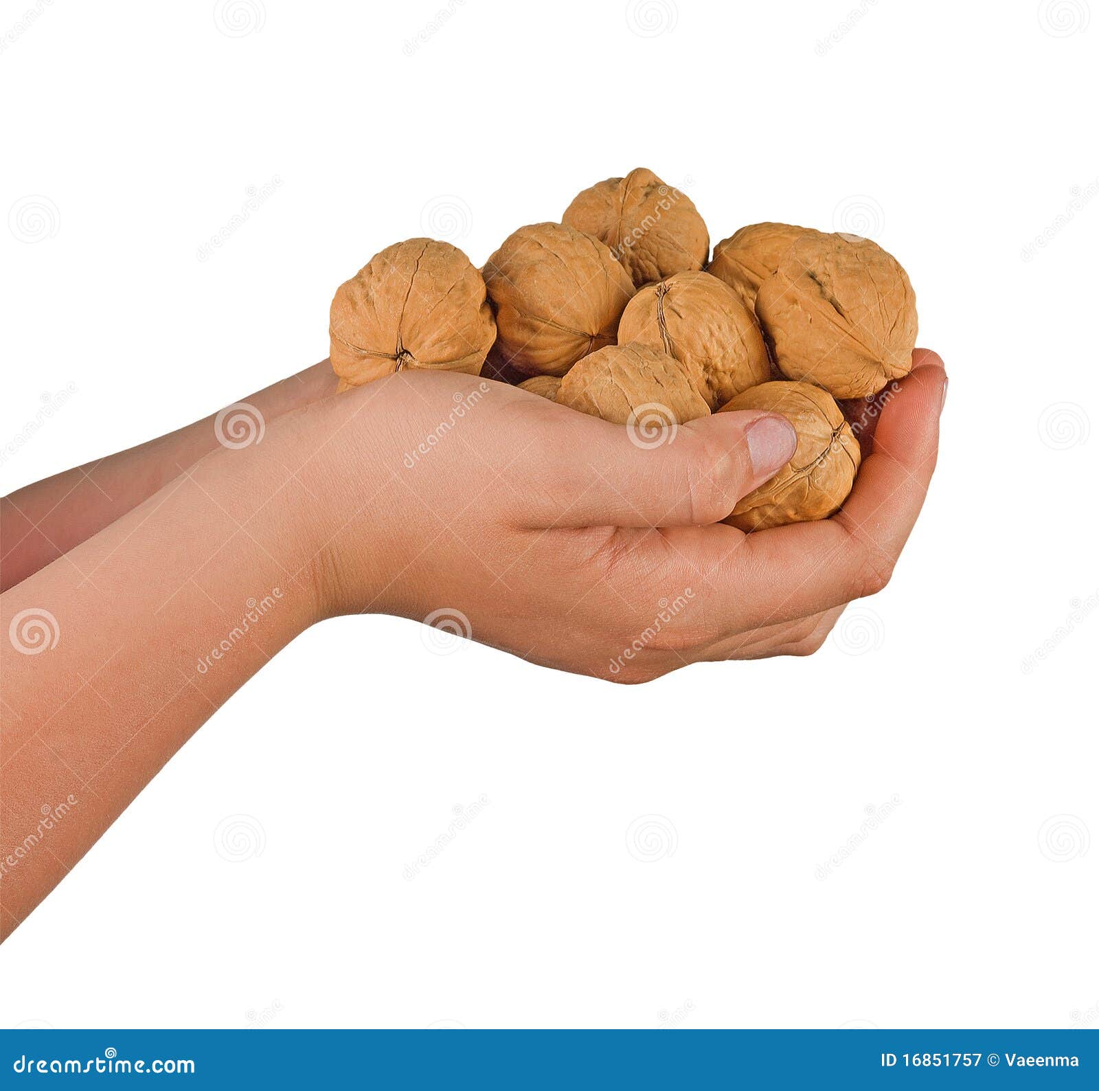 Hands with walnuts stock image. Image of common, regia - 16851757