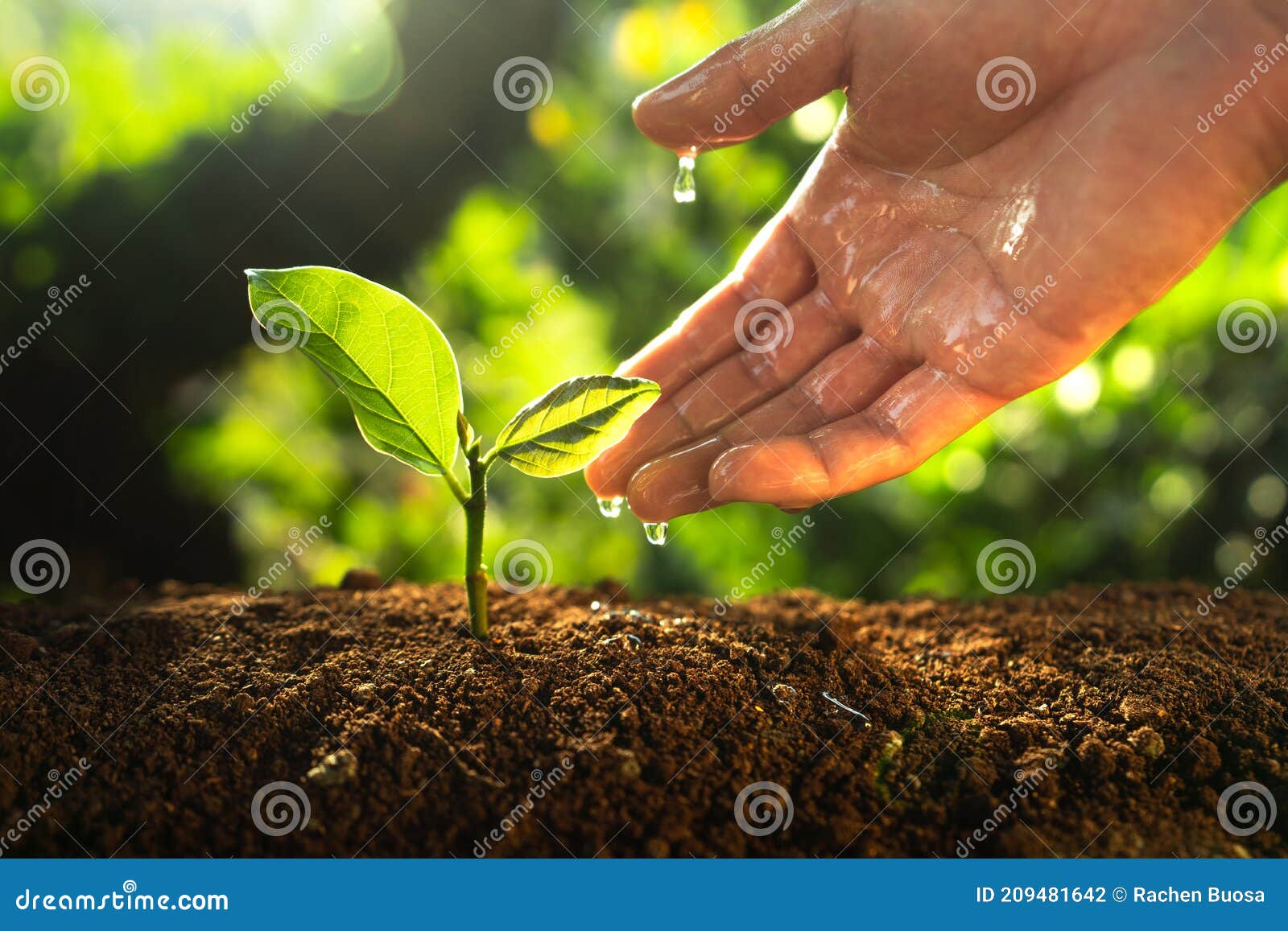 Hands Watering the Plants in Nature Stock Photo - Image of soil, seed ...