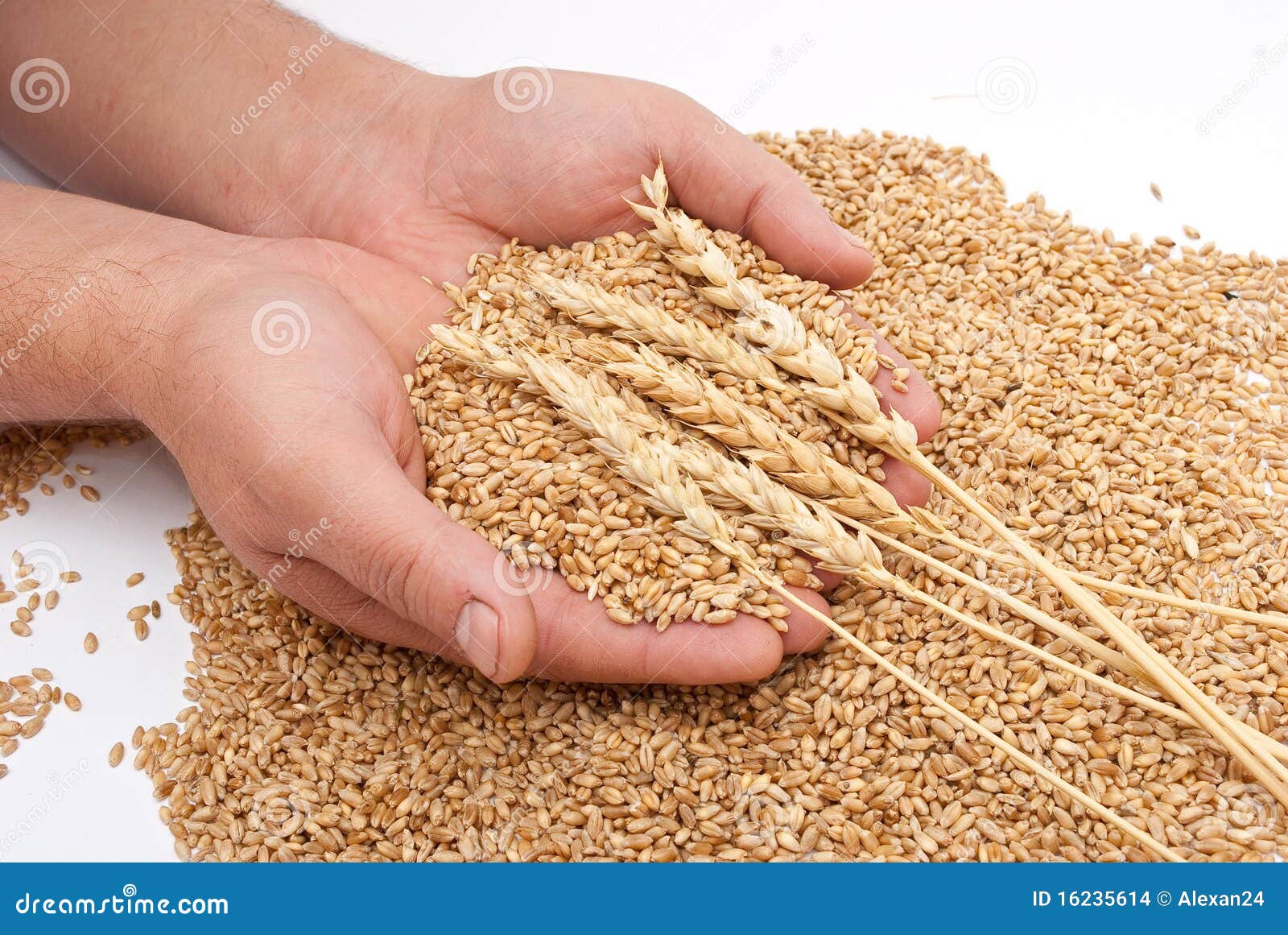 The hands and wheat stock photo. Image of grains, wheat - 16235614