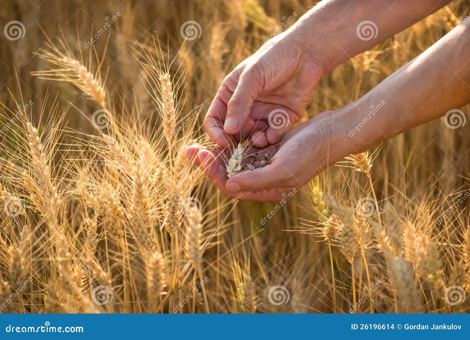 Hands in wheat stock photo. Image of harvest, crop, field - 26196614
