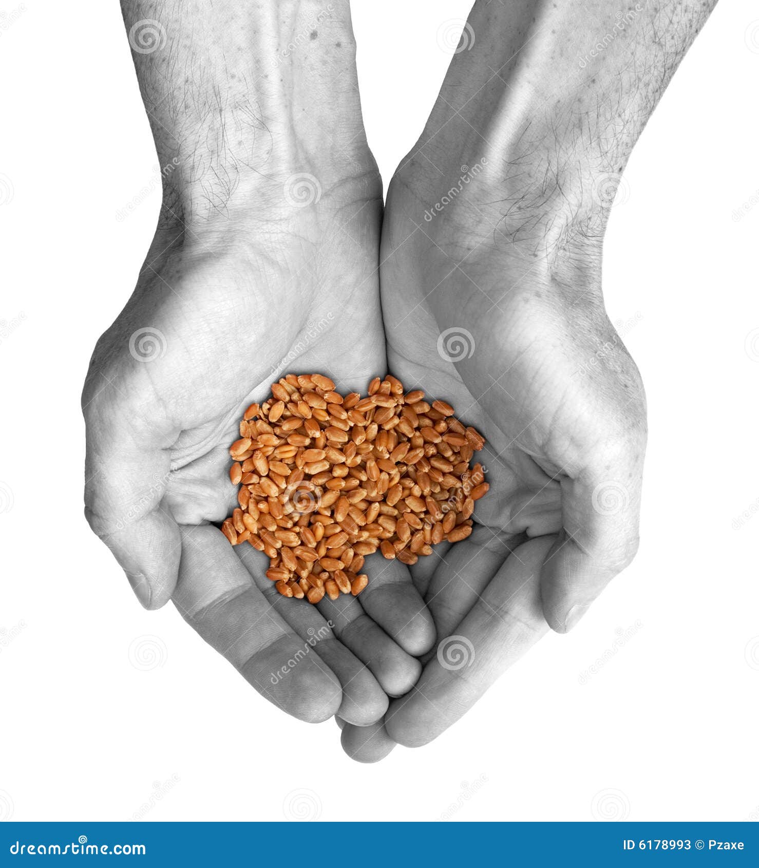 Hands and wheat stock image. Image of hulled, cereal, corn - 6178993