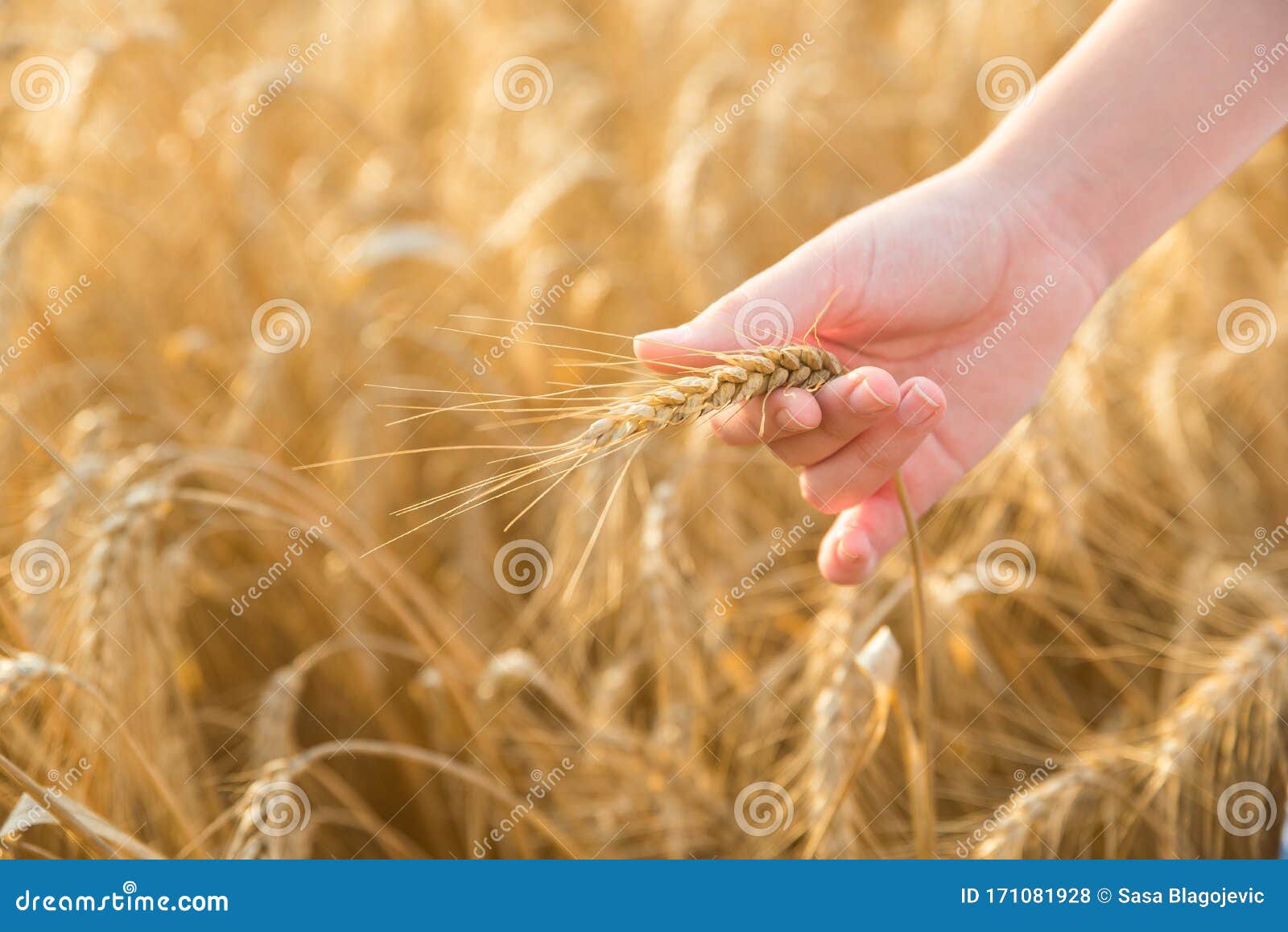 Hands in the wheat field stock photo. Image of field - 171081928
