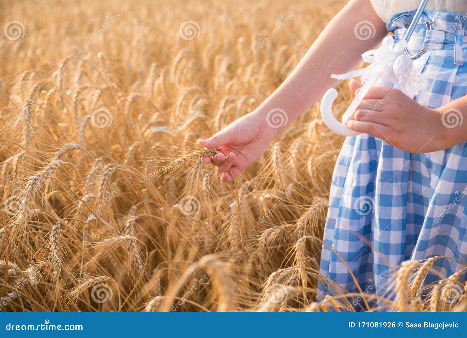 Hands in the wheat field stock photo. Image of plant - 171081926
