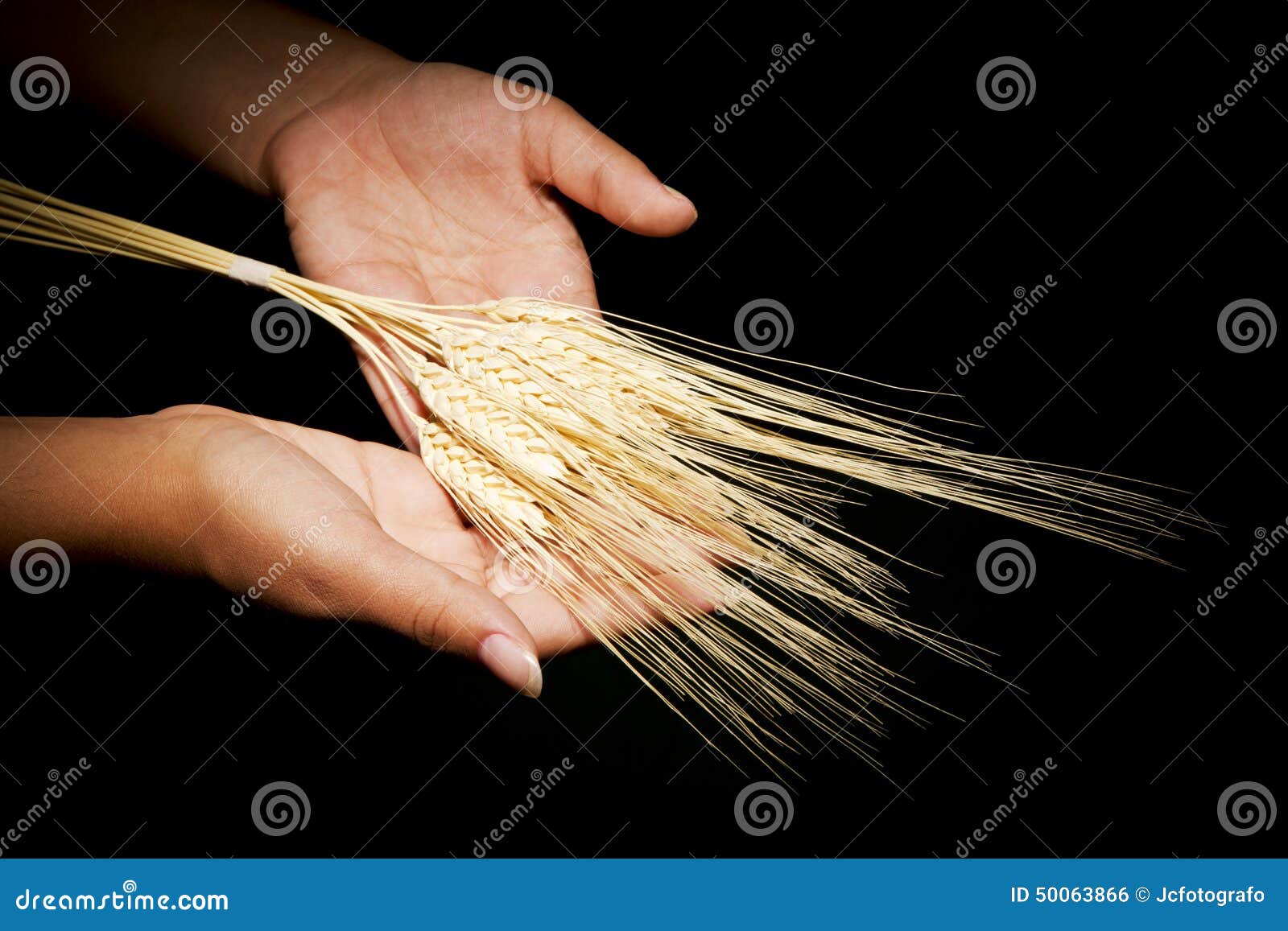 Hands with wheat stock photo. Image of crop, corn, faith - 50063866