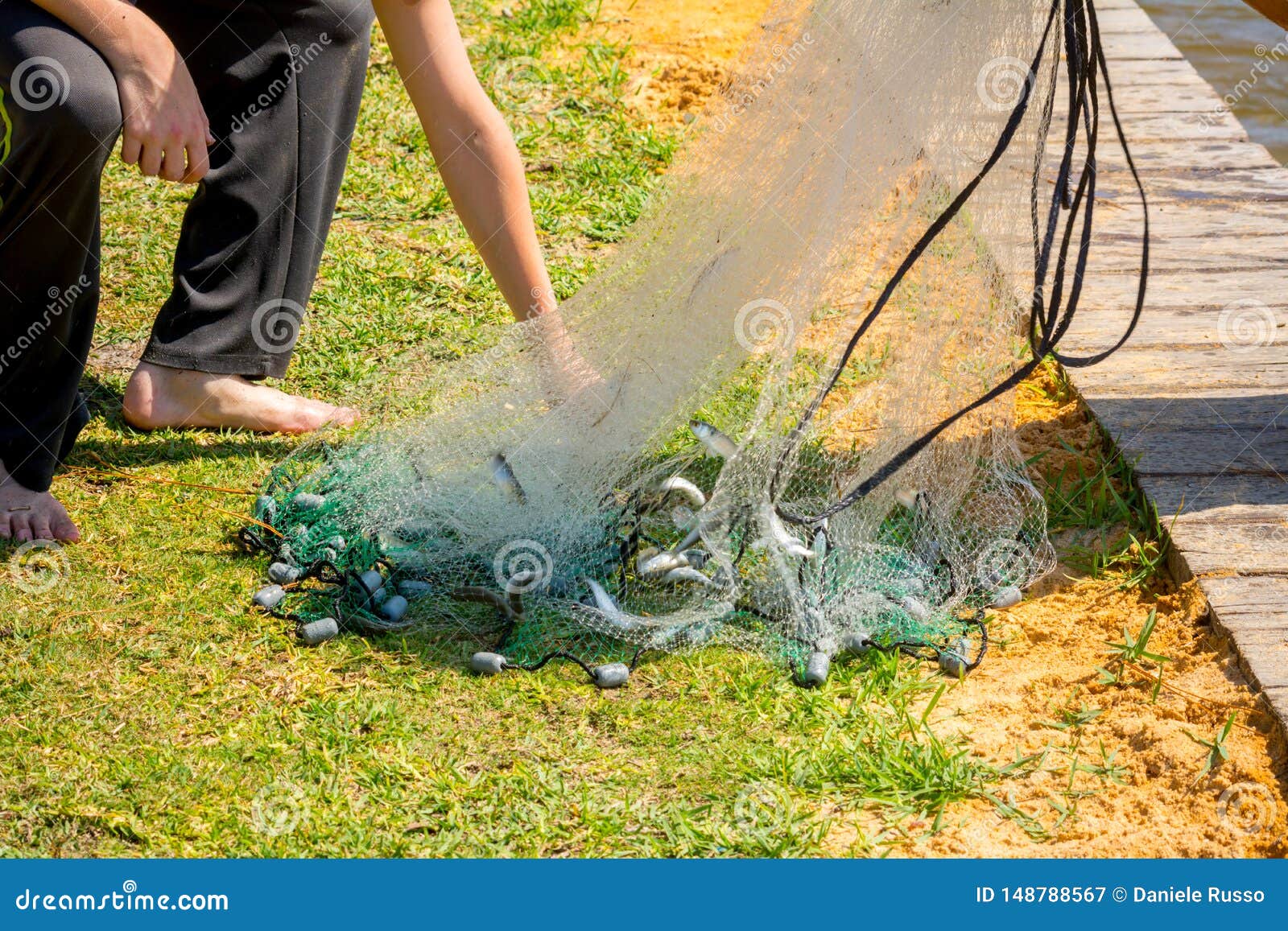 Hands Which Collect Small Fish Captured by a Fishnet Stock Image ...