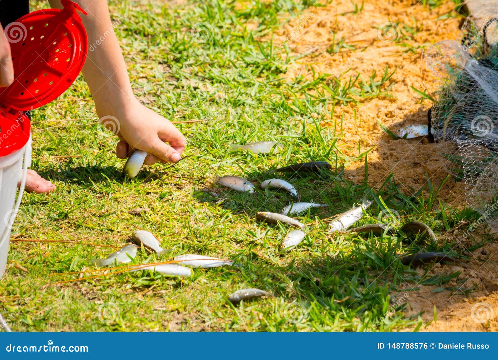 Hands Which Collect Small Fish Captured by a Fishnet Stock Photo ...