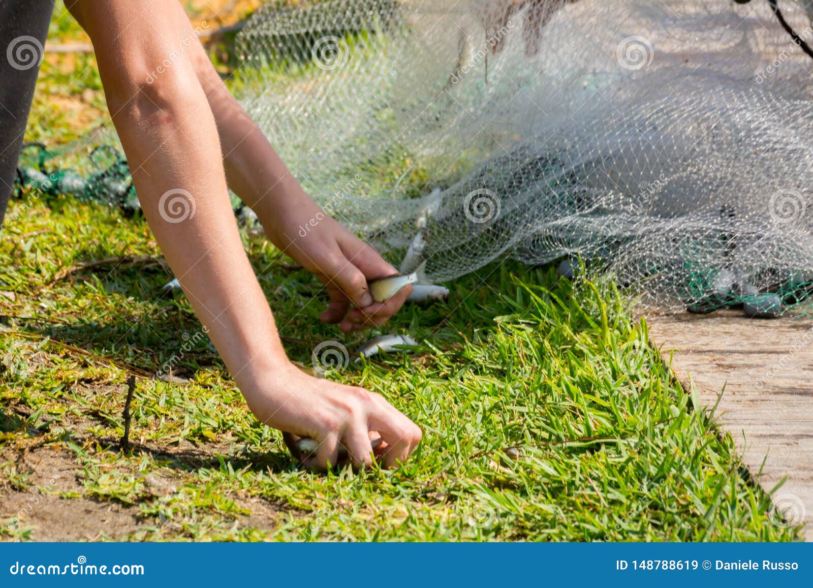 Hands Which Collect Small Fish Captured by a Fishnet Stock Image ... Hands Which Collect Small Fish Captured by a Fishnet Stock Image ...