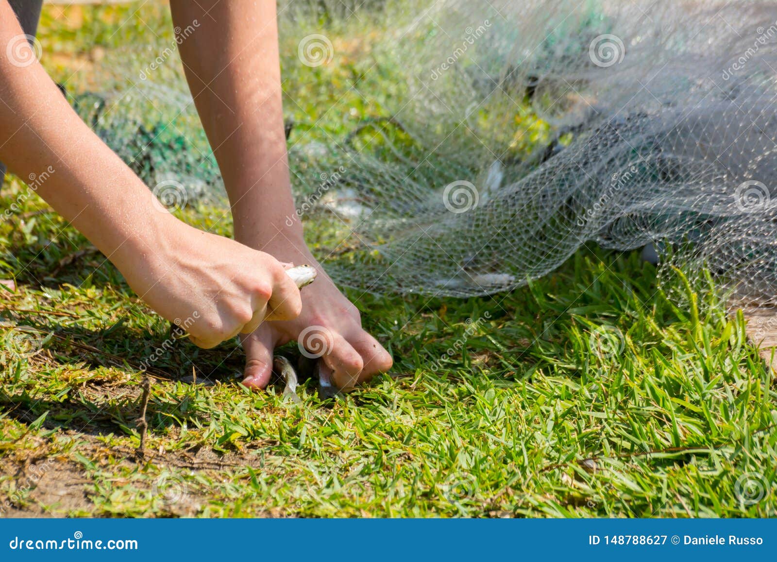 Hands Which Collect Small Fish Captured by a Fishnet Stock Image ... Hands Which Collect Small Fish Captured by a Fishnet Stock Image ...