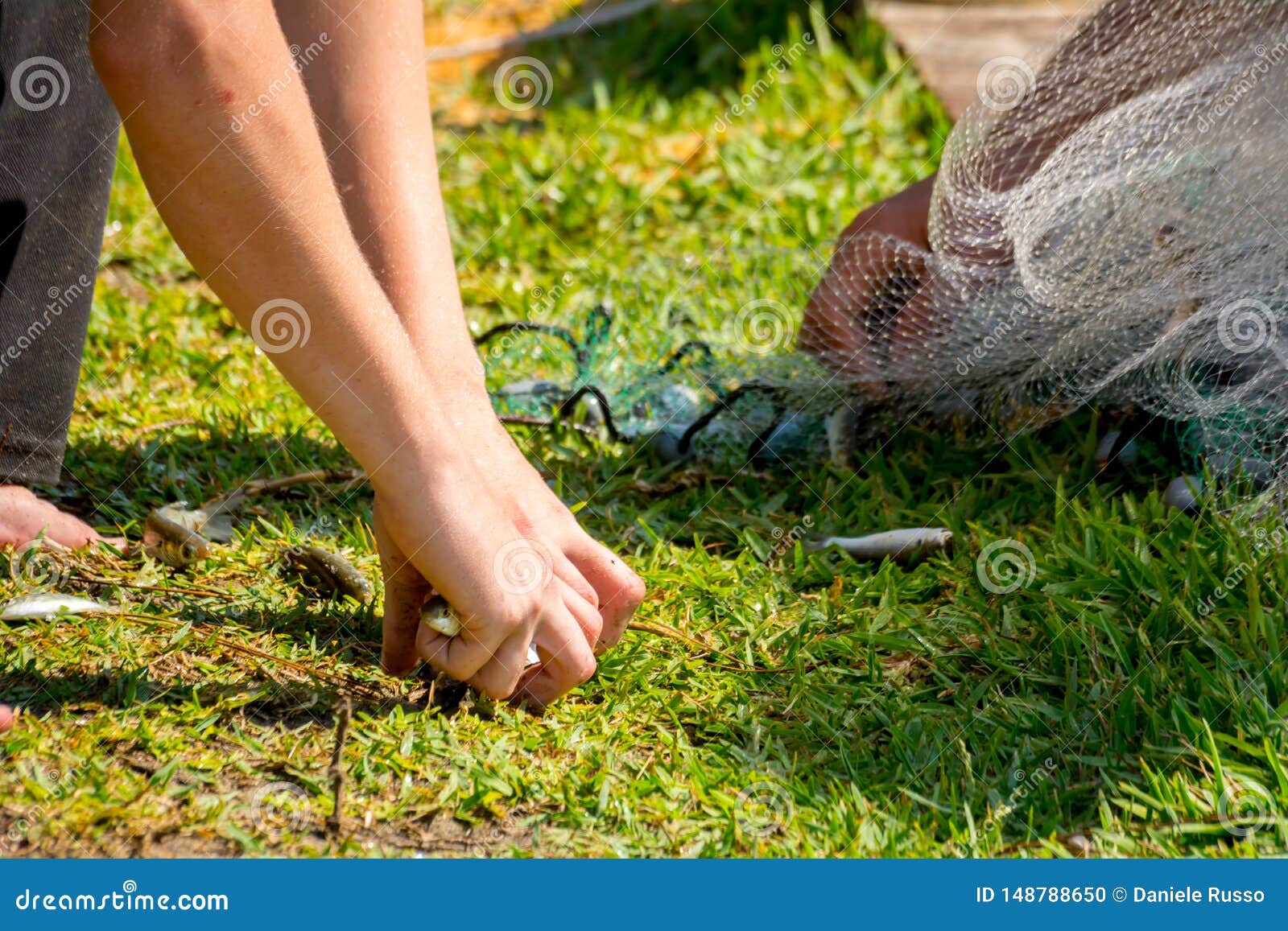Hands Which Collect Small Fish Captured by a Fishnet Stock Photo ... Hands Which Collect Small Fish Captured by a Fishnet Stock Photo ...