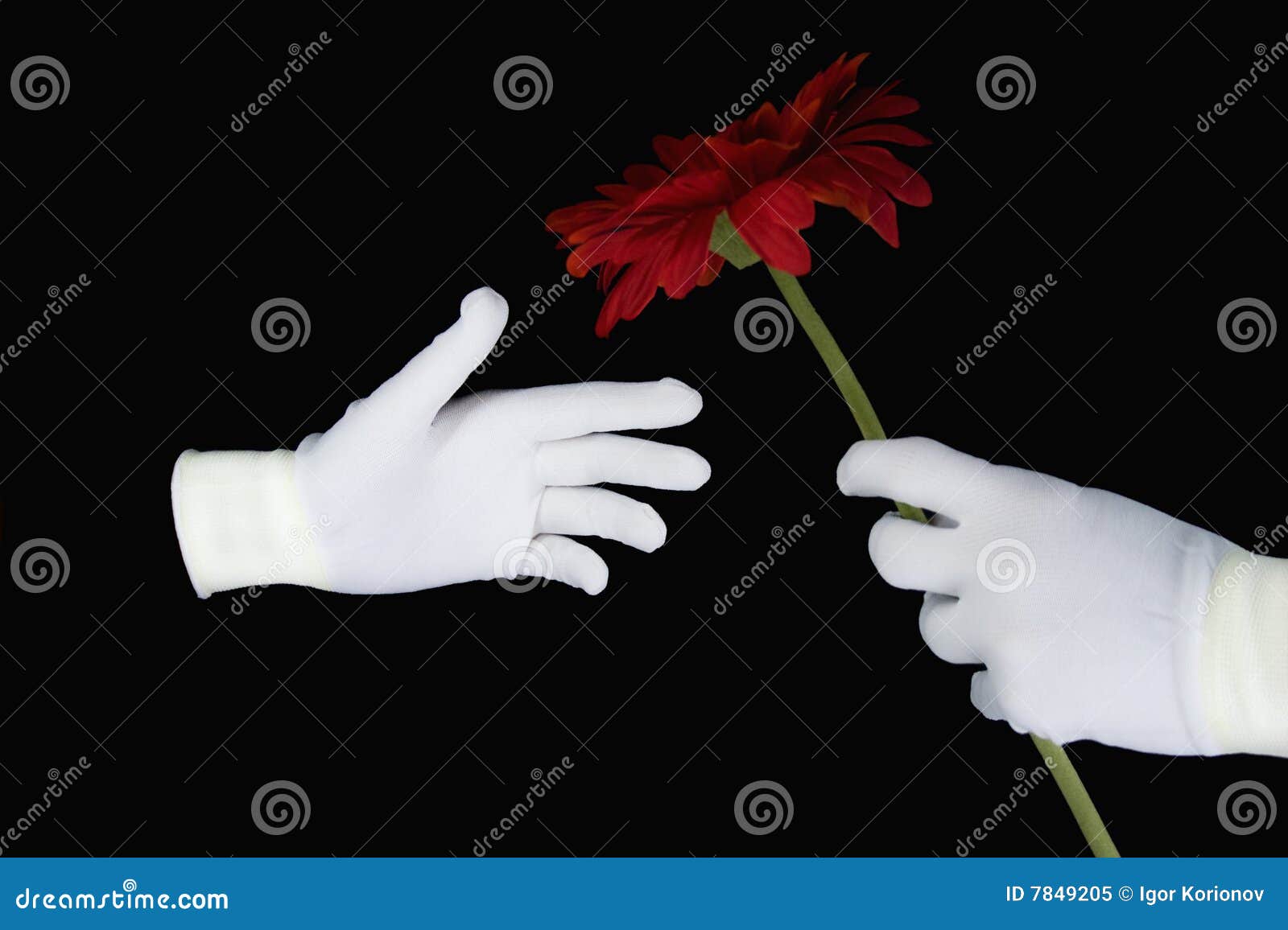 Hands in White Gloves with a Red Flower Stock Image - Image of white ...