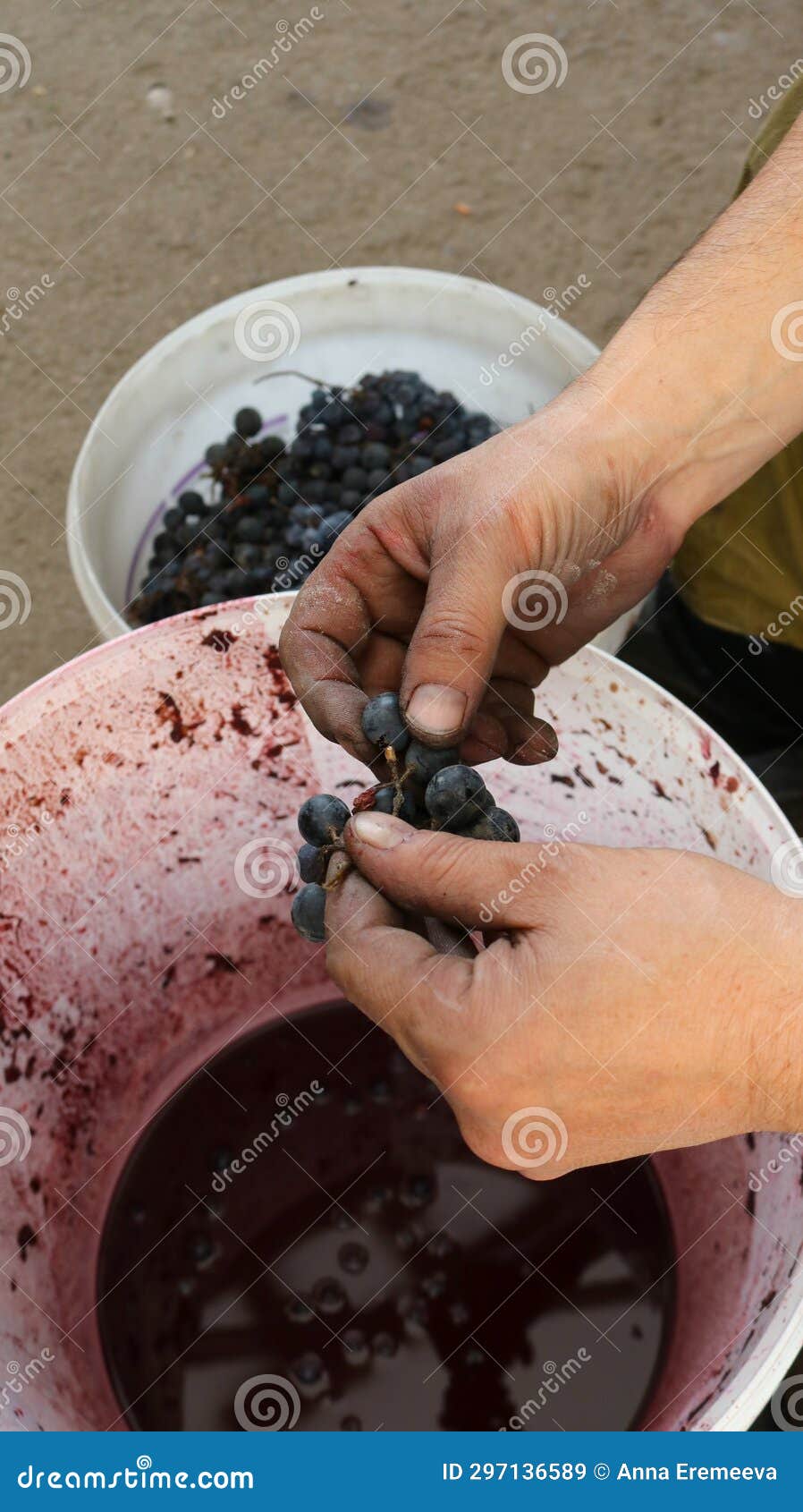 A Gardener Sorts a Bunch of Red Grapes Over a Bucket Stock Image ...