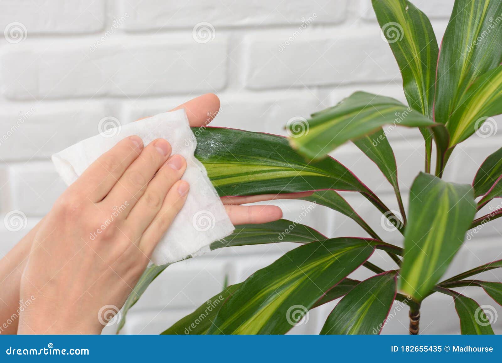 Hands Wipe Dust with Plants with a Napkin during Cleaning Stock Image ...
