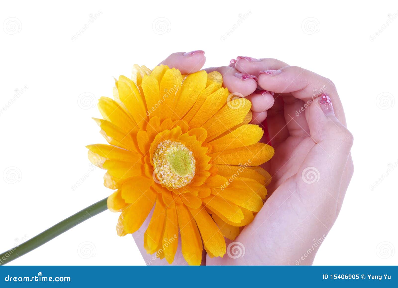 Hands of a Woman and Flower Stock Image - Image of nail, girl: 15406905
