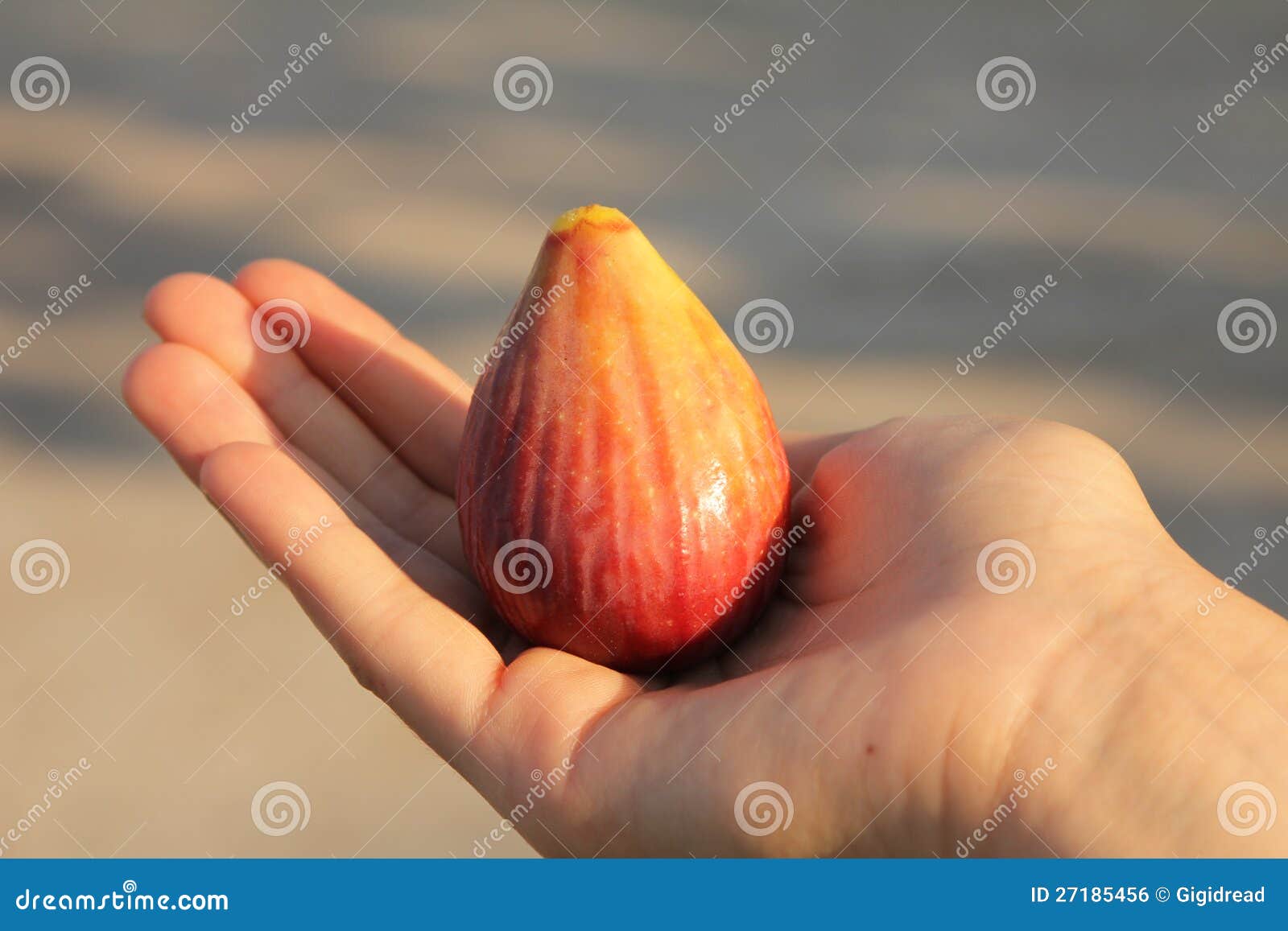 Hands of a Woman Holding a Fig Stock Photo - Image of food, summer ...