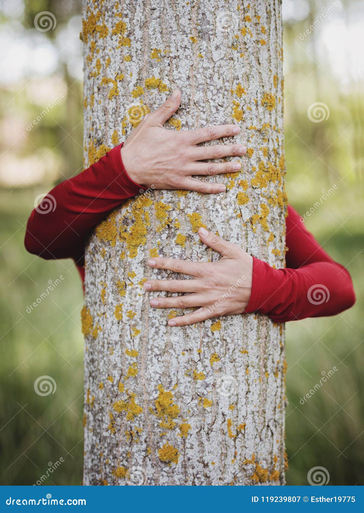 Hands of Woman Hugging a Tree Stock Image - Image of female, forest ...