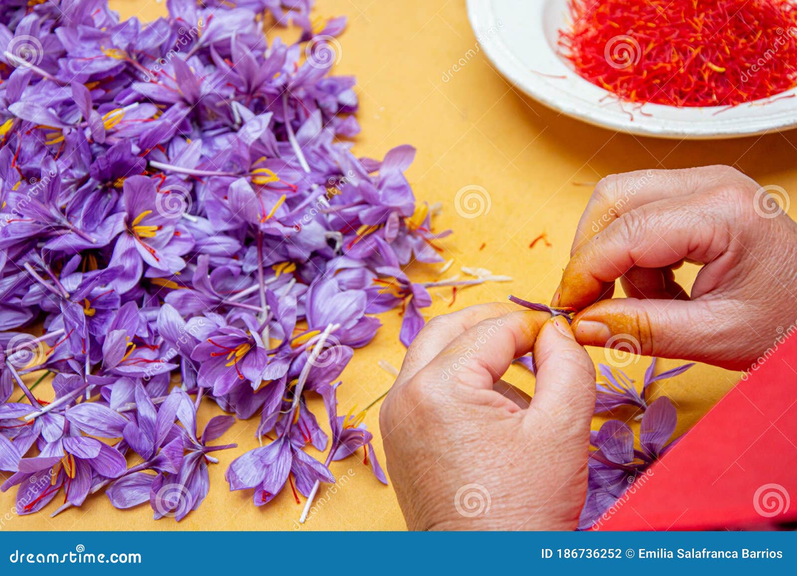 Hands Working on the Saffron Roll with Saffron Flower in the Background ...