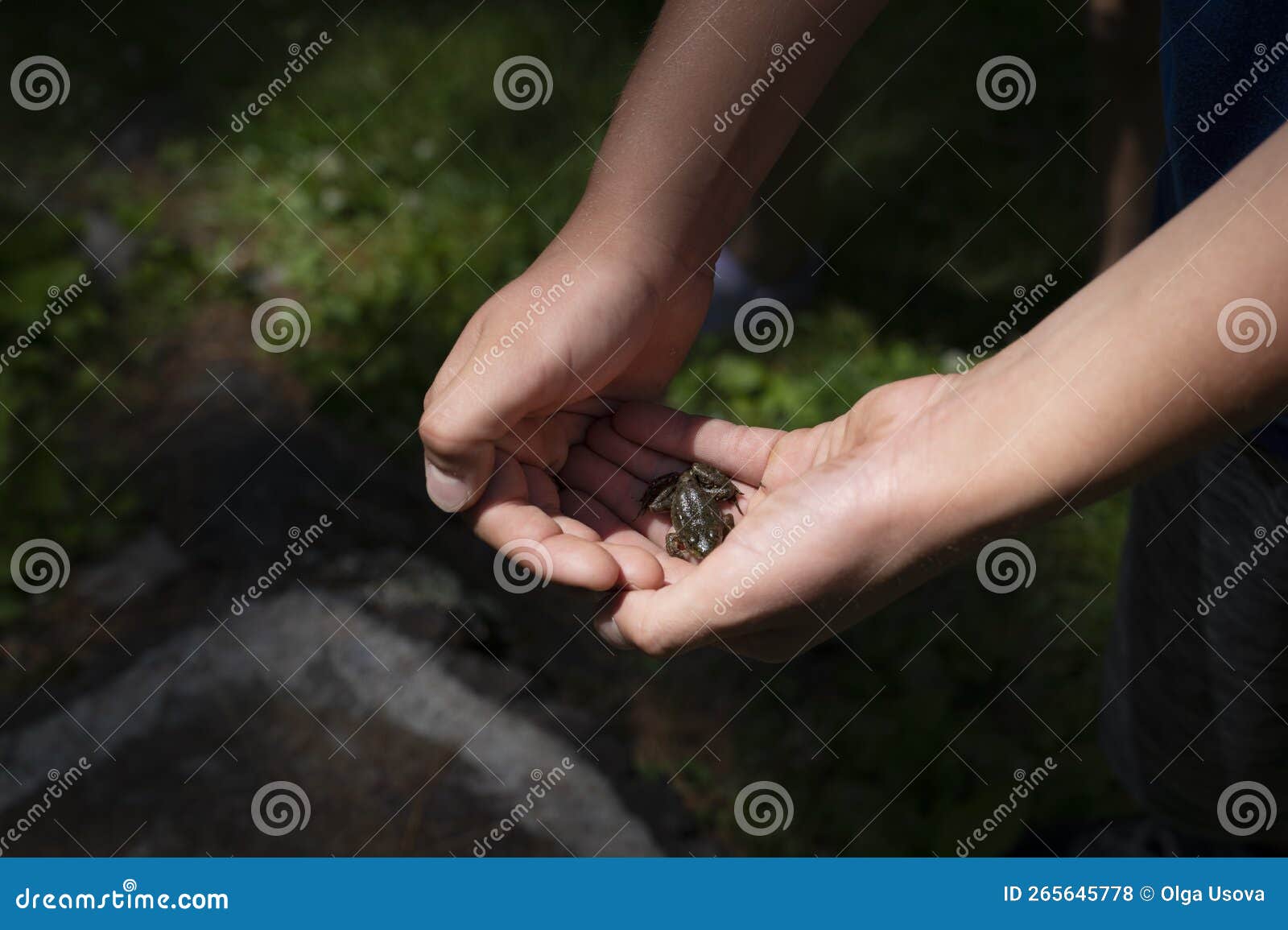 Hands of a Young Boy Holding a Frog, Toad Stock Photo - Image of friend ...