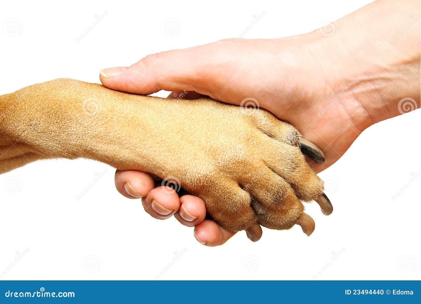 Handshake stock photo. Image of mammal, white, trust - 23494440